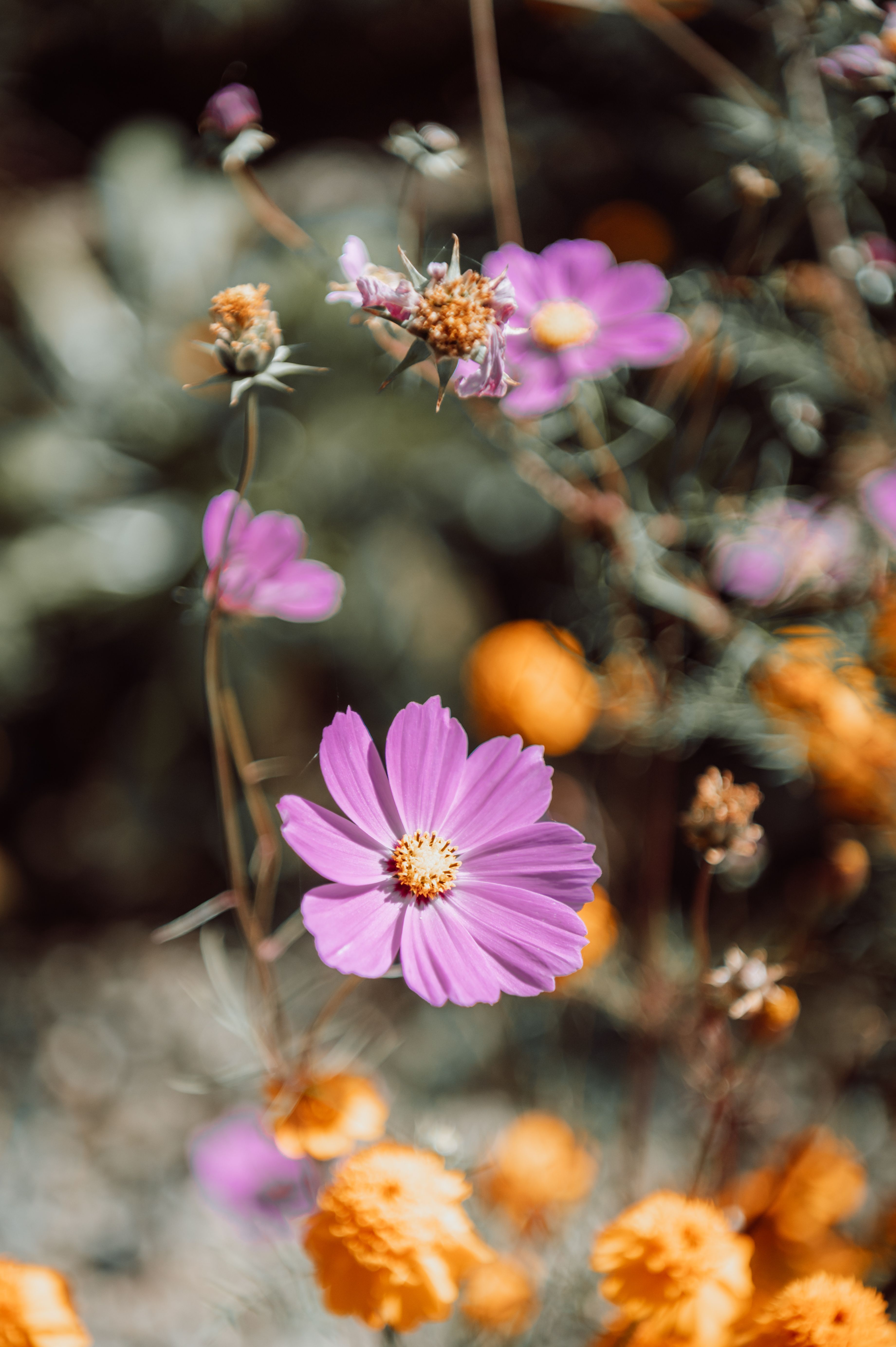 White Garden Cosmos Flower · Free Stock Photo