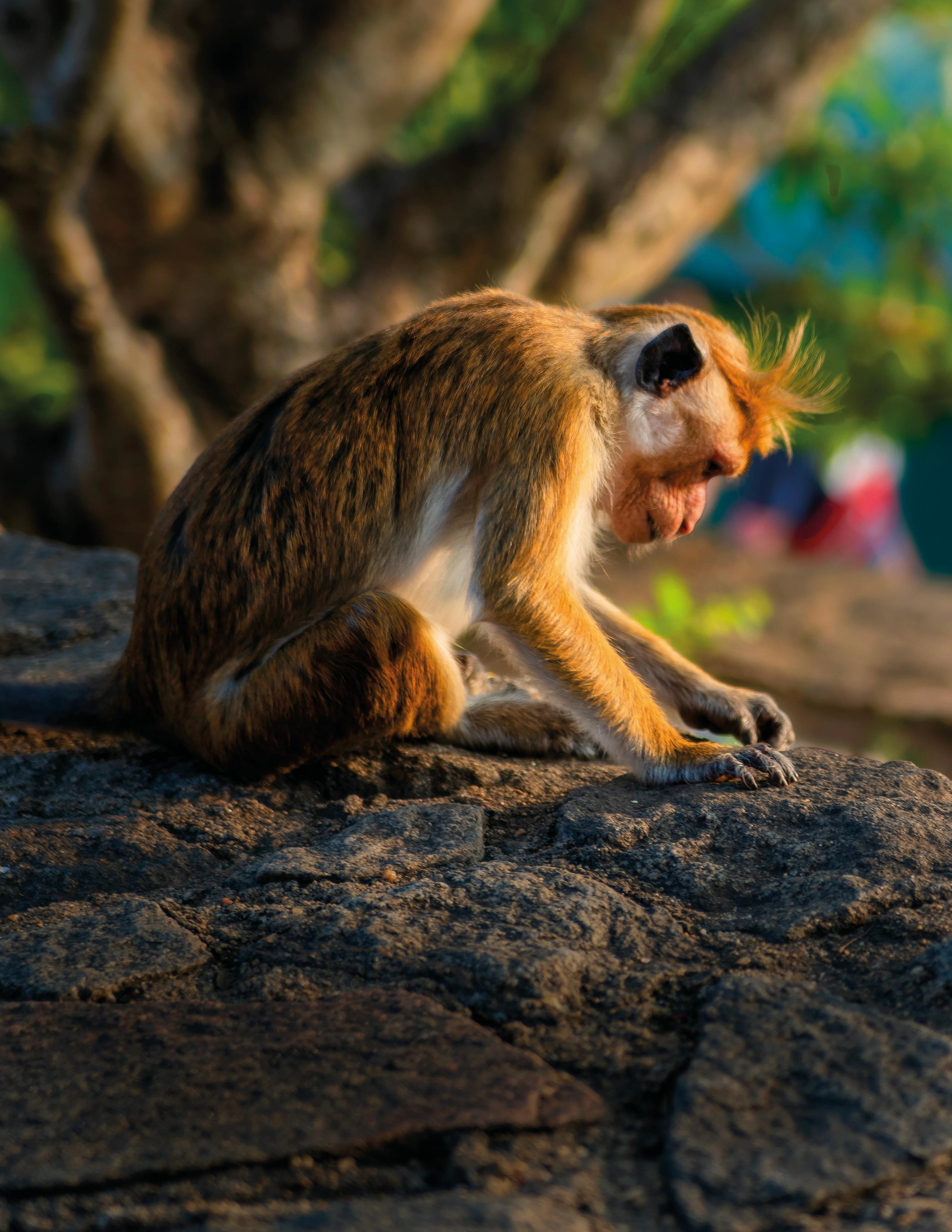 Sick Monkey Photos, Download The BEST Free Sick Monkey Stock Photos ...