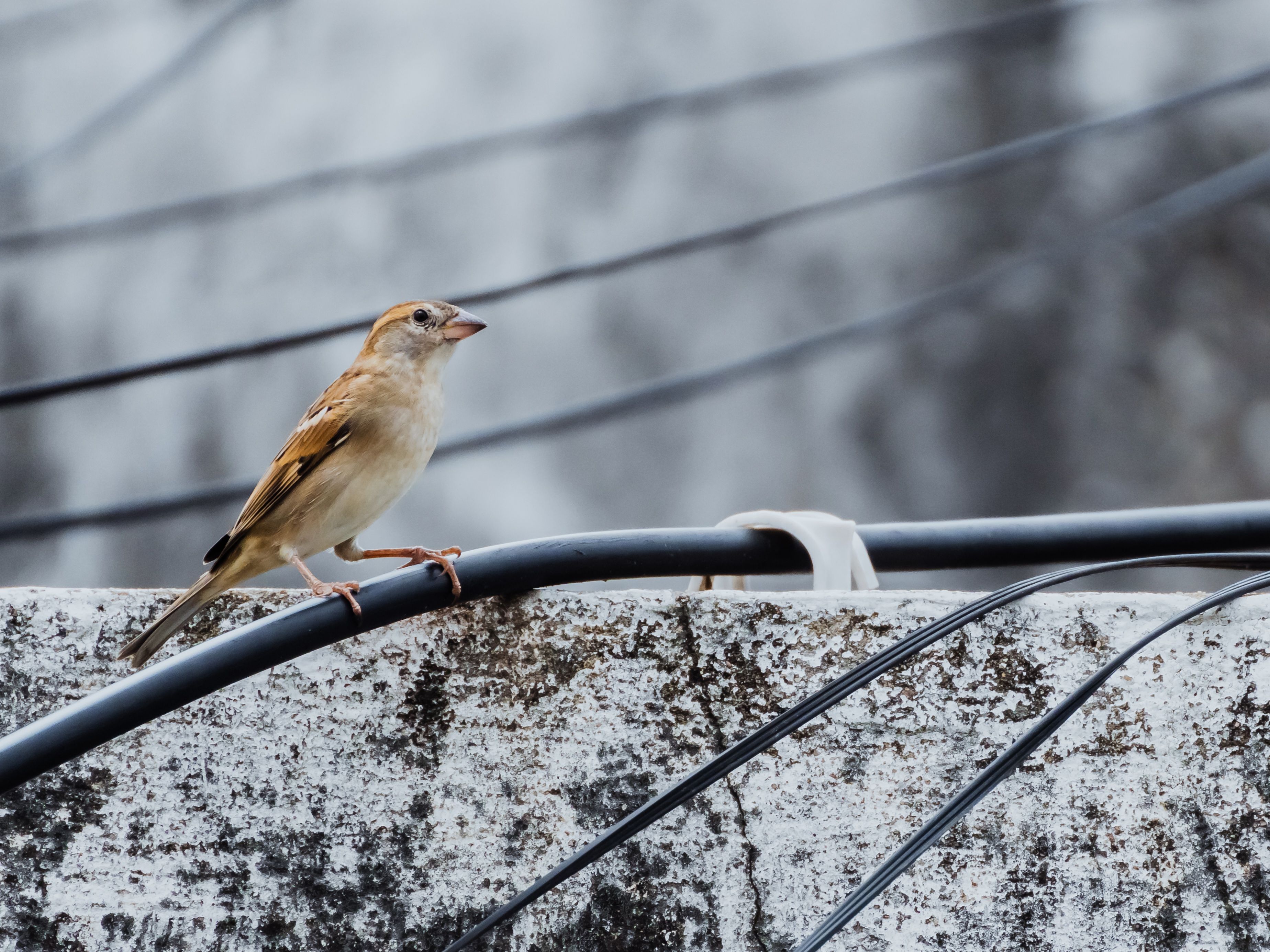 Bird On A Wire Photos, Download The BEST Free Bird On A Wire Stock ...