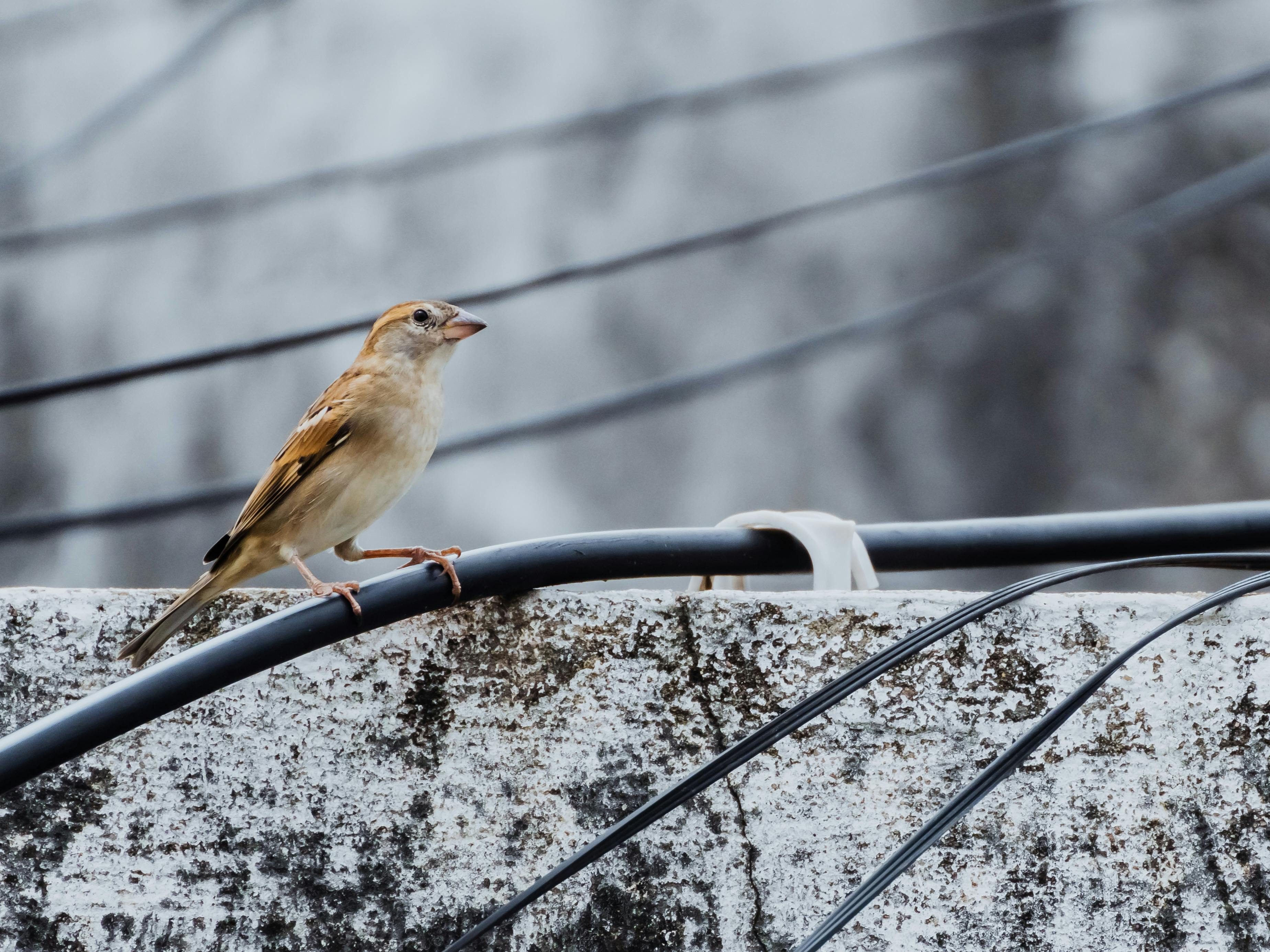 Traditionell Wire Photos, Download The BEST Free Traditionell Wire ...