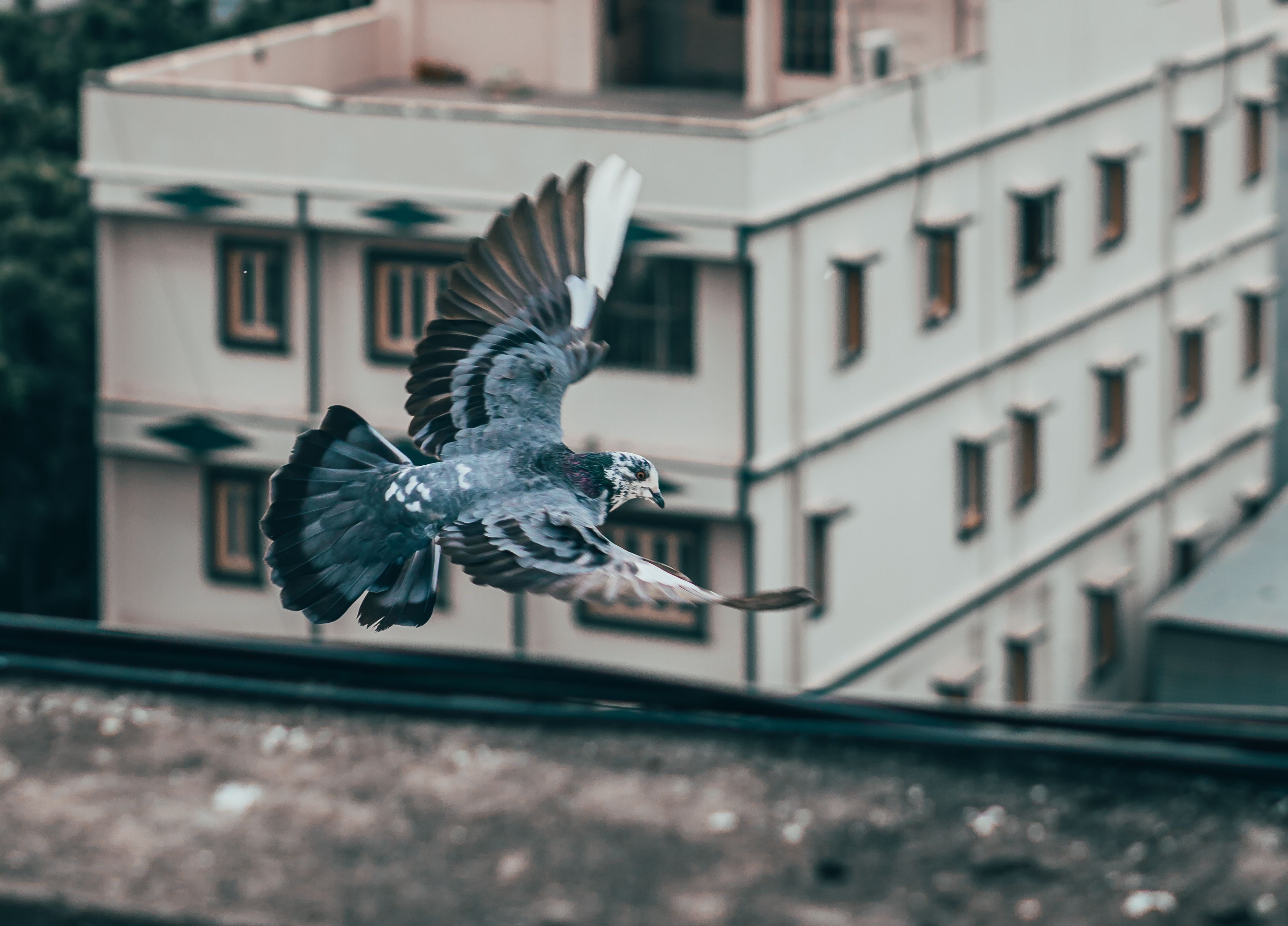 Pigeon Flying above the Roof · Free Stock Photo