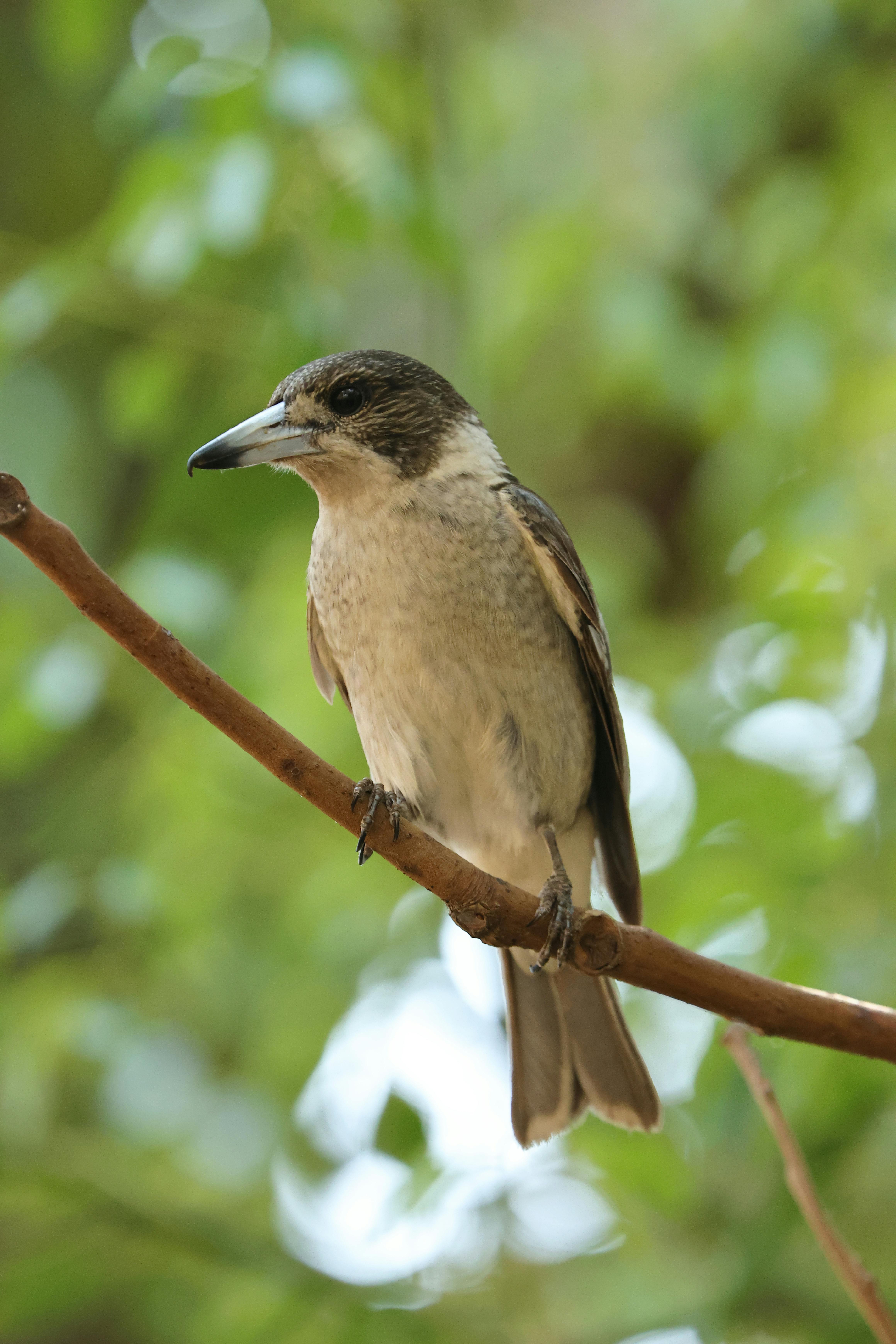 Bird Fl Photos, Download The BEST Free Bird Fl Stock Photos & HD Images