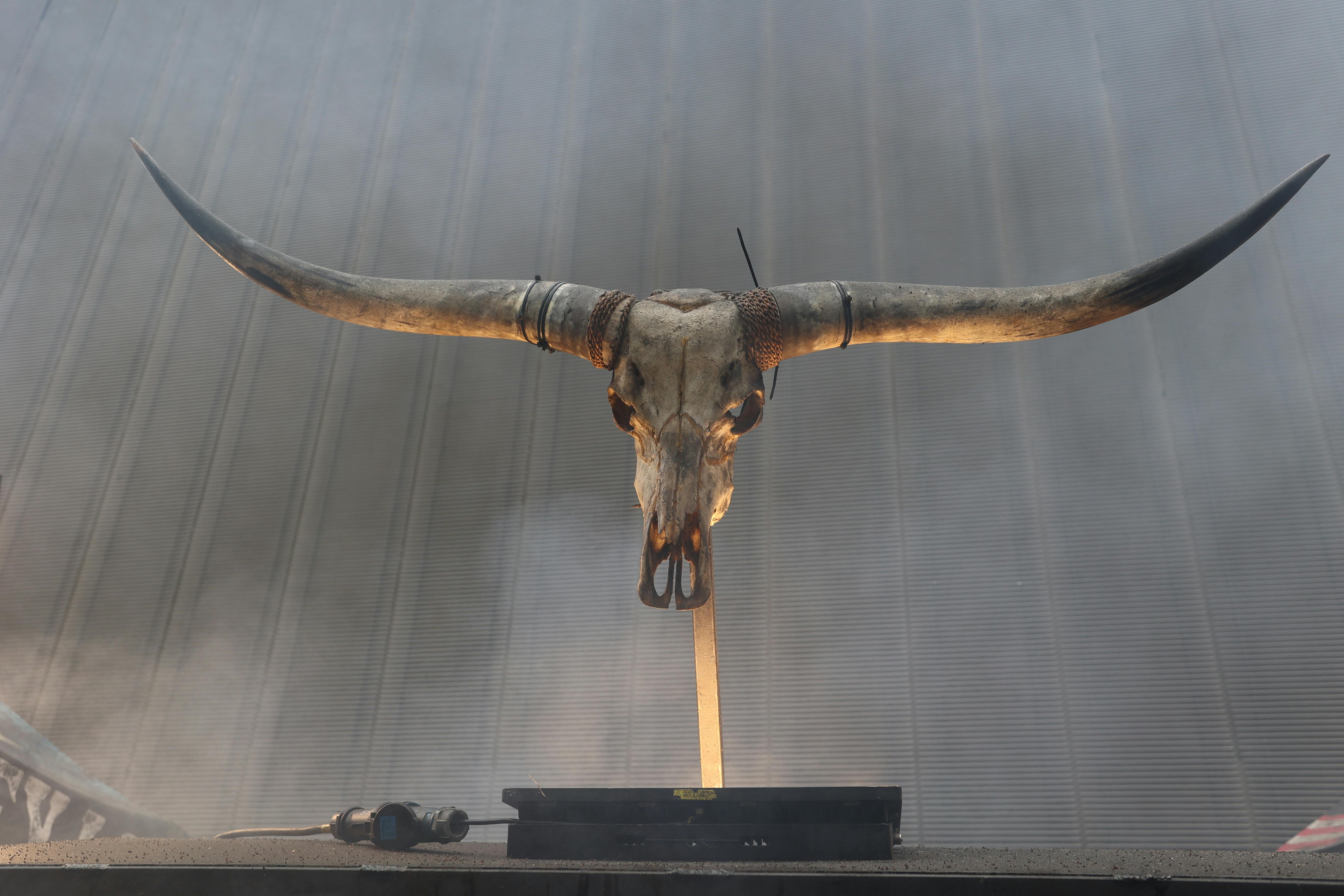 Foto de stock gratuita sobre a la barbacoa, animal con cuernos, arte ...