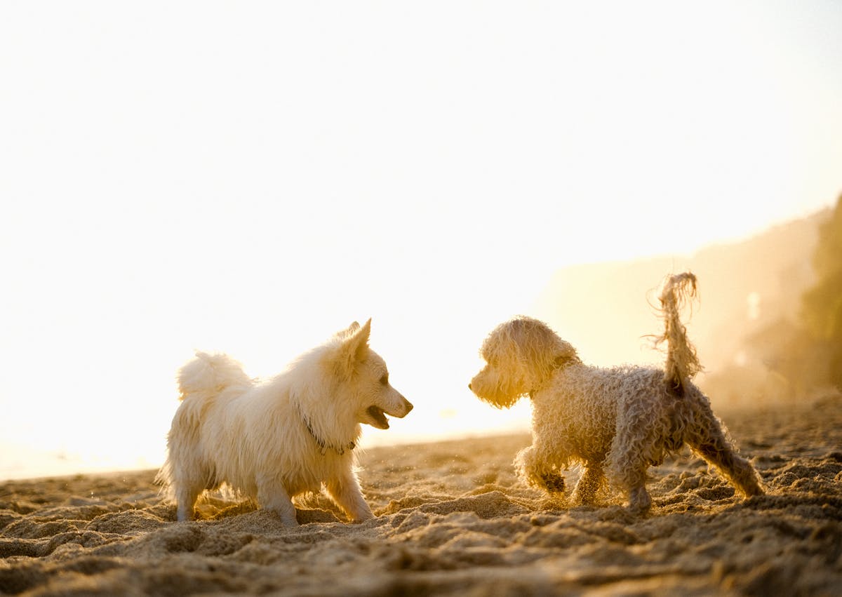 Dogs Playing Photos, Download The BEST Free Dogs Playing Stock Photos ...