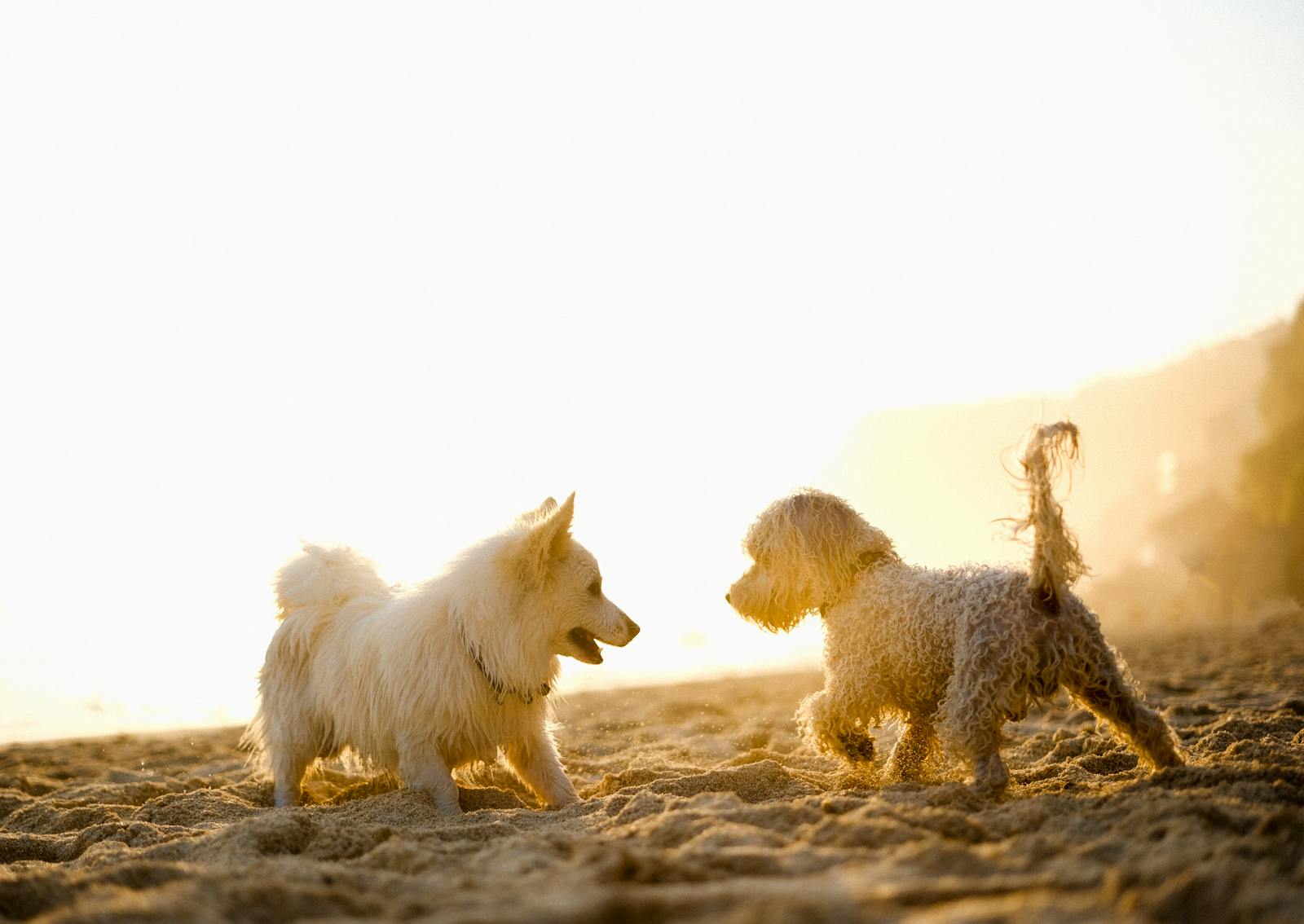 Dogs Playing Photos, Download The BEST Free Dogs Playing Stock Photos ...