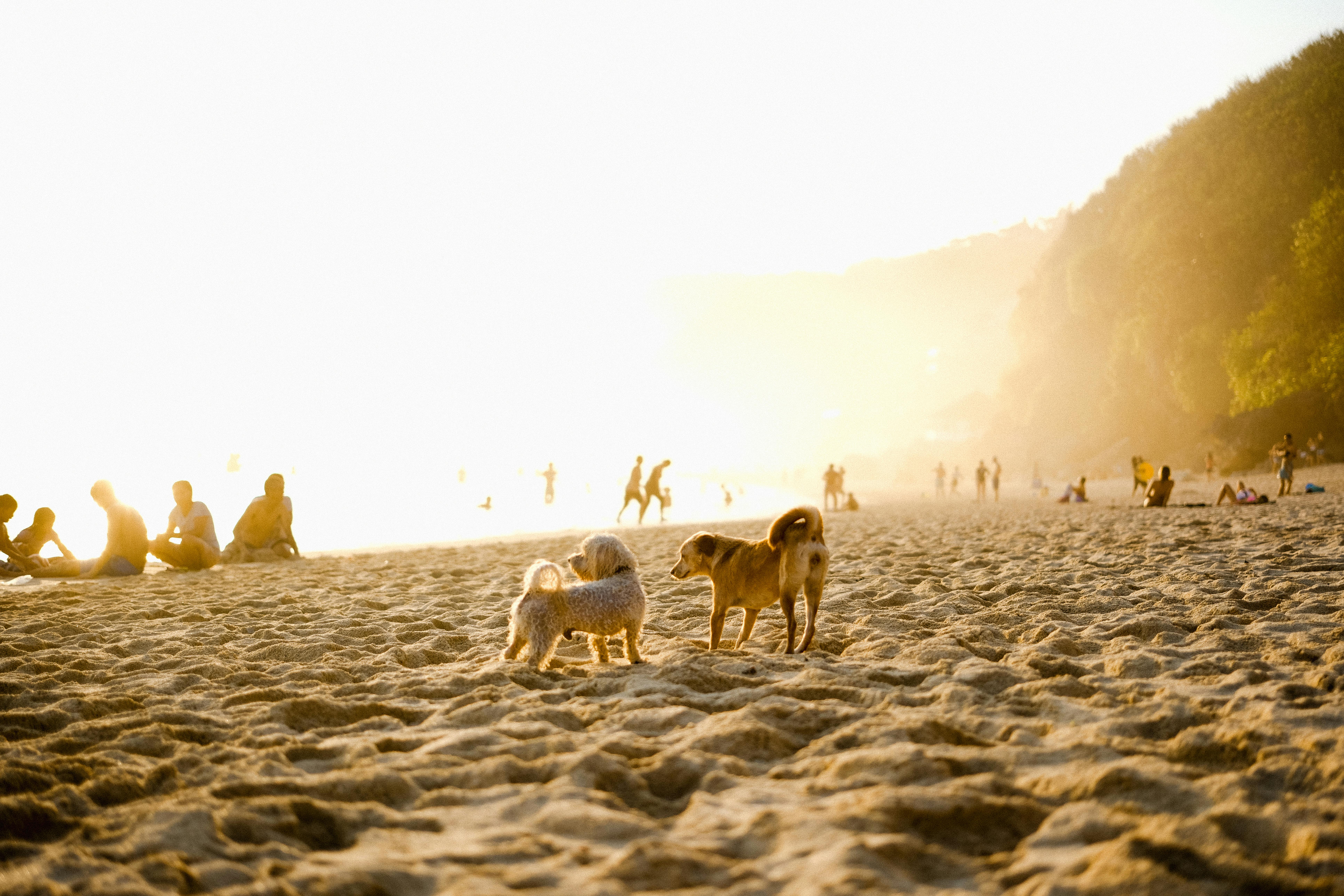 People and Dogs on Sandy Beach · Free Stock Photo