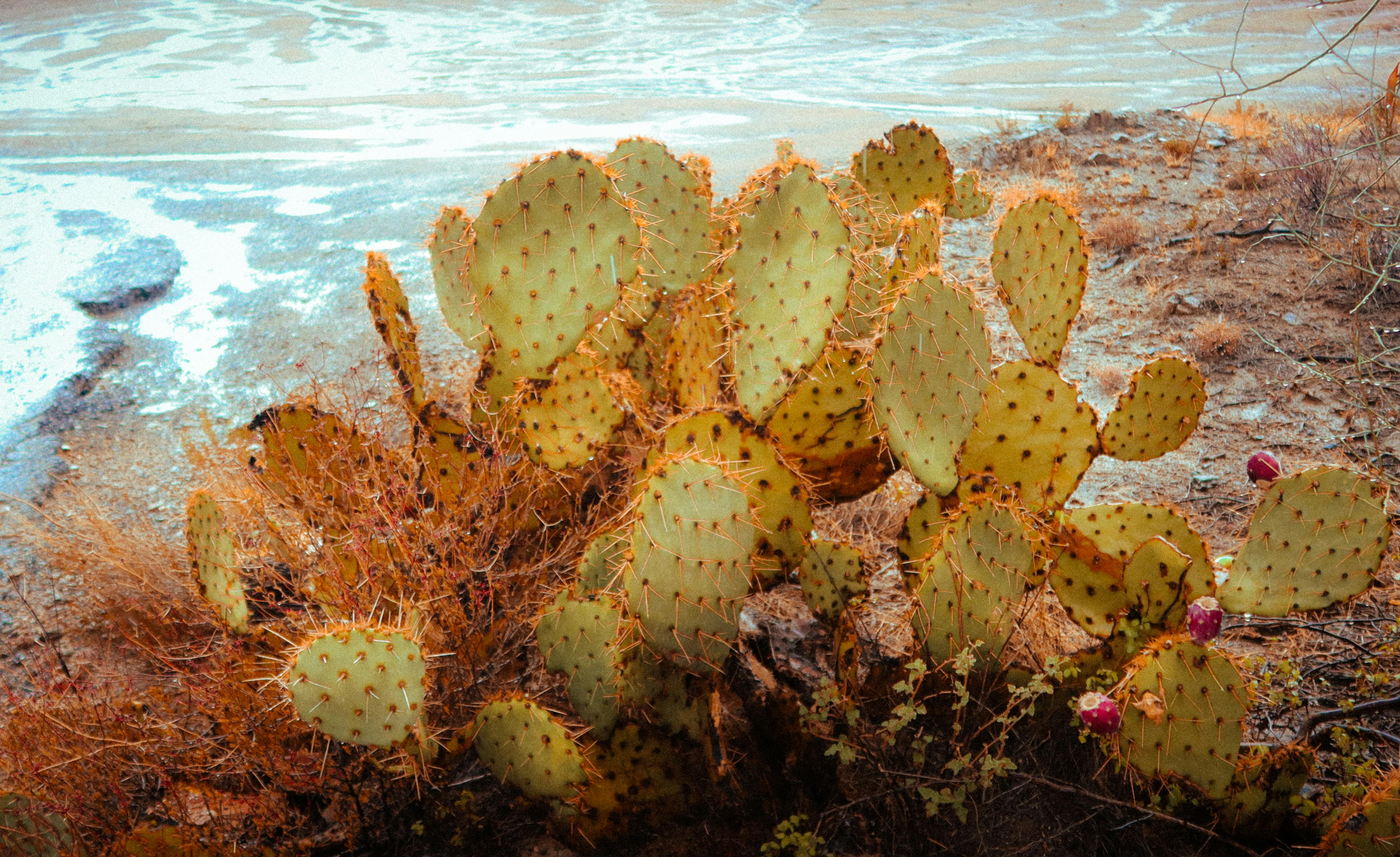 Austin Sullivan - 사진