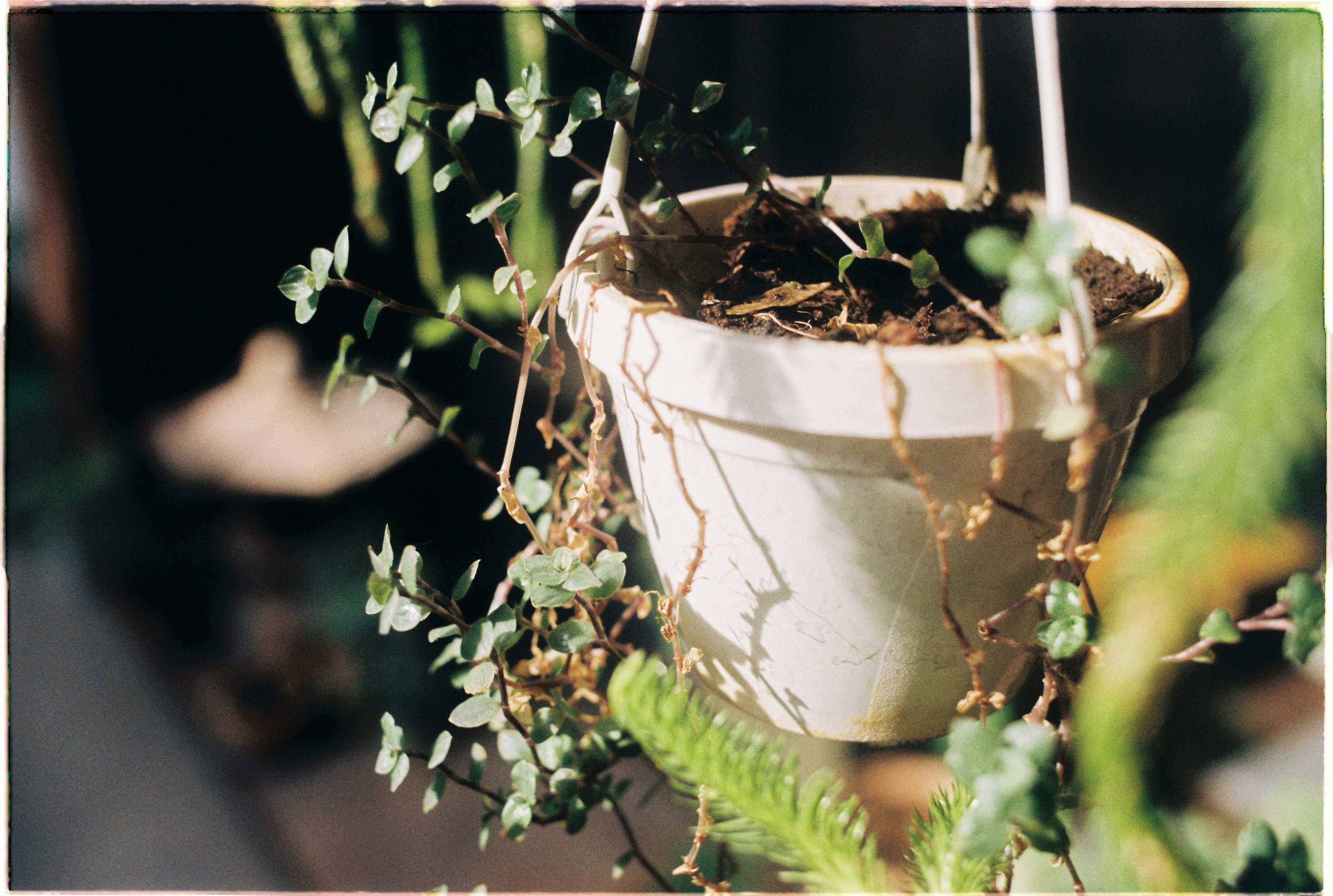 Welcome Pot Photos, Download The BEST Free Welcome Pot Stock Photos ...