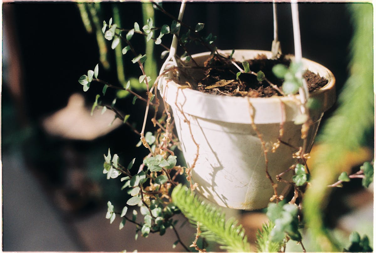 Pot Images Photos, Download The BEST Free Pot Images Stock Photos & HD ...