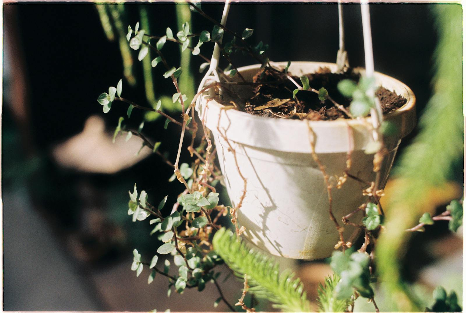 Pot Images Photos, Download The BEST Free Pot Images Stock Photos & HD ...