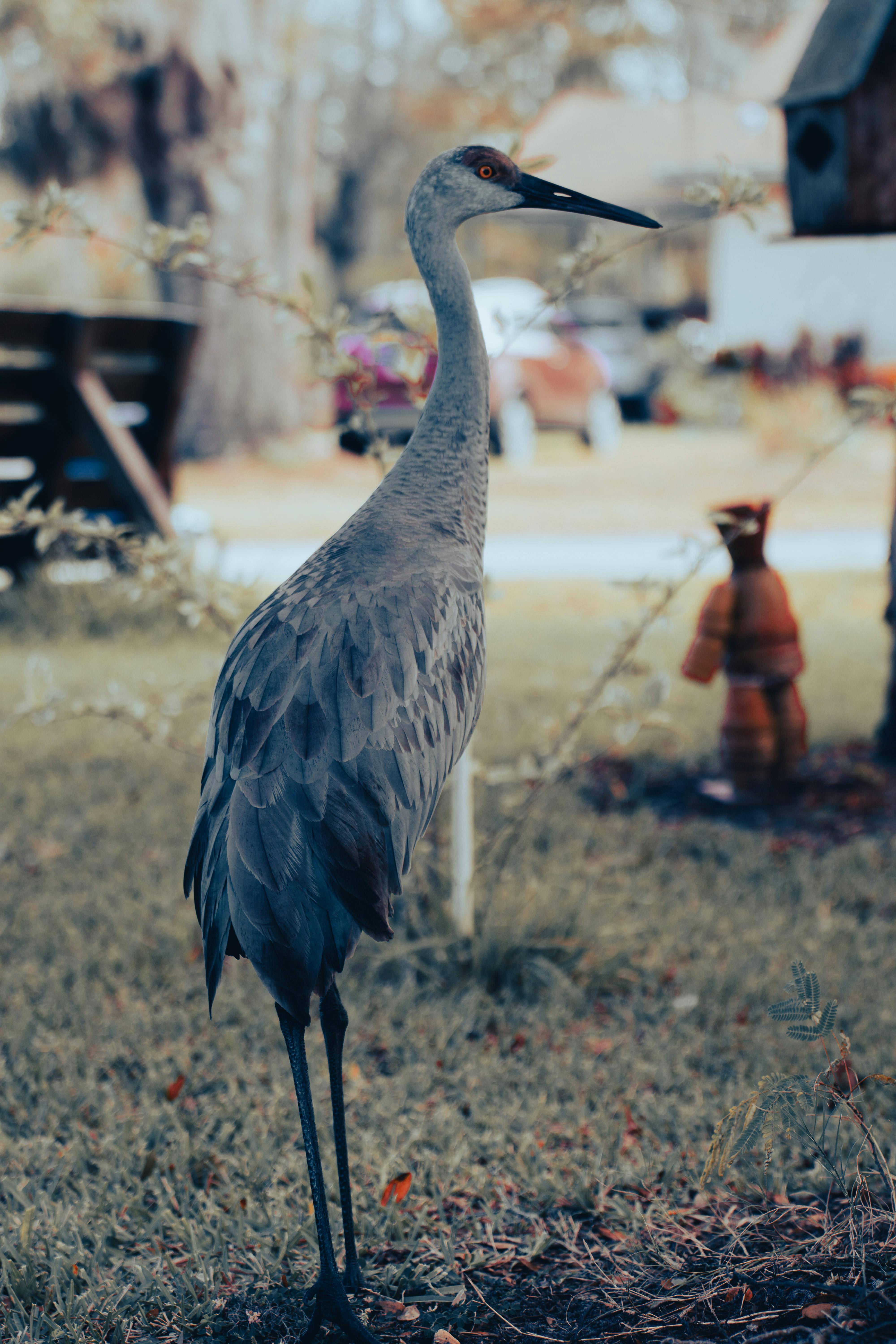 Crane Bird Hd Images Free - Infoupdate.org