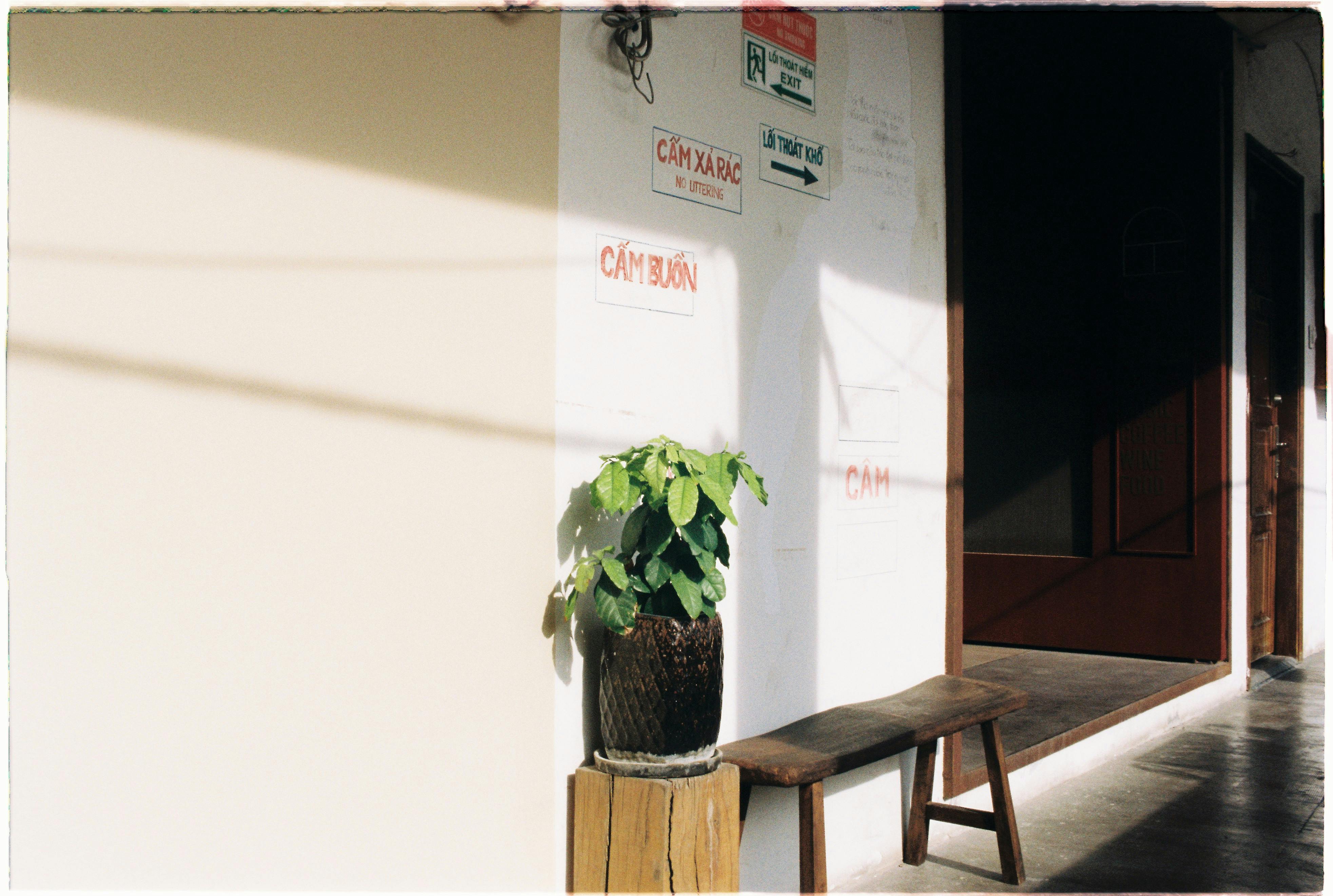 Cassava Leaf Photos, Download The BEST Free Cassava Leaf Stock Photos ...