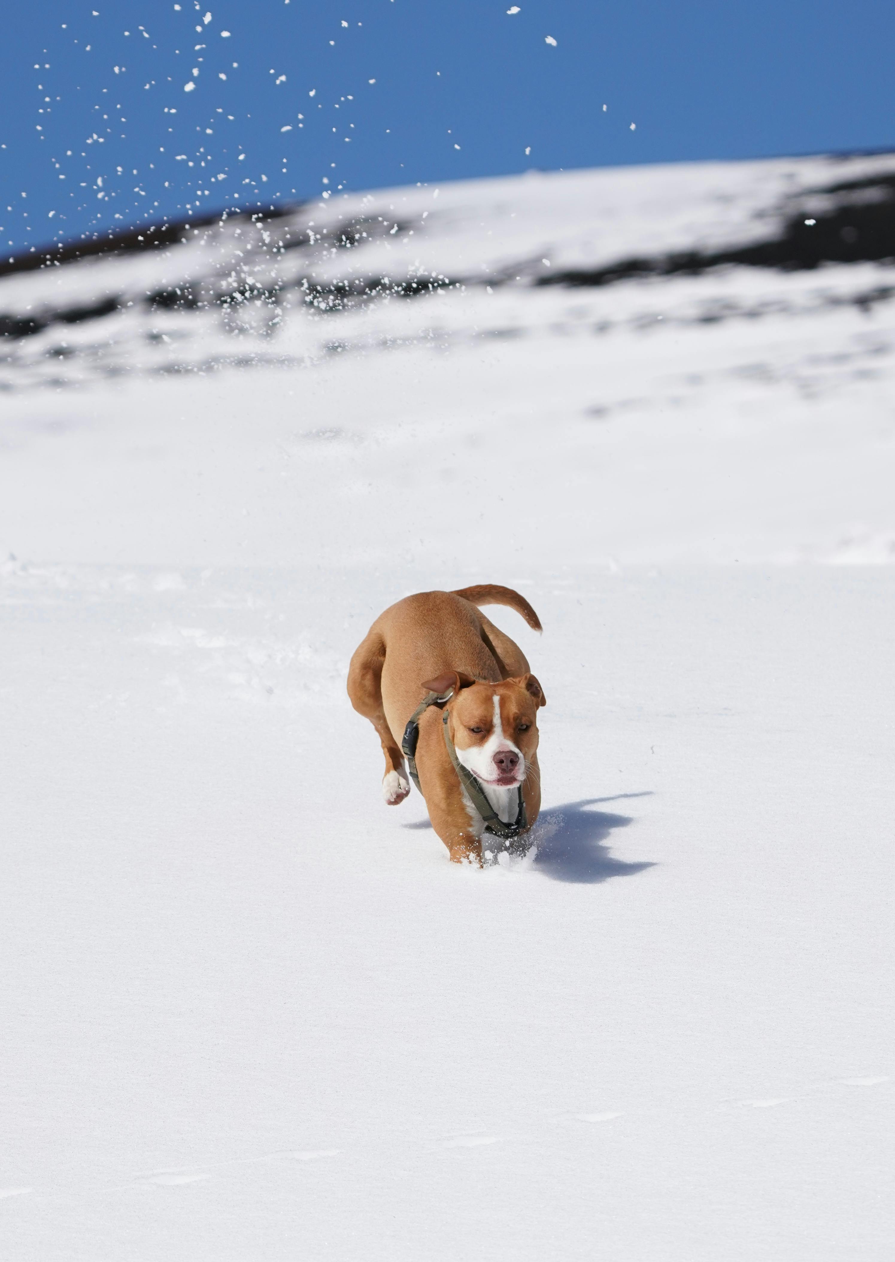 Pitbull Dog Jumping Into the Snow · Free Stock Photo