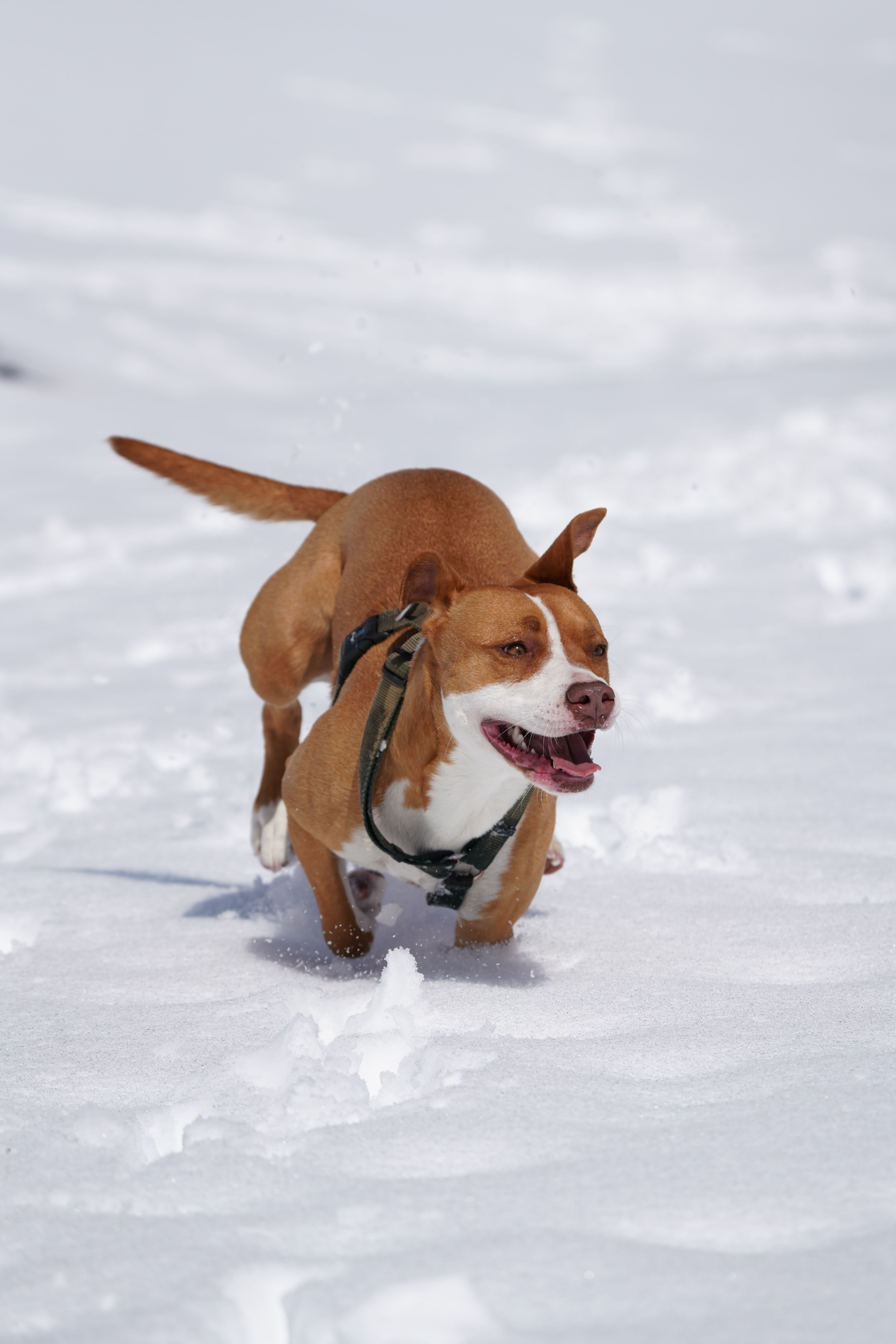A Pitbull Dog Running Through the Snow · Free Stock Photo