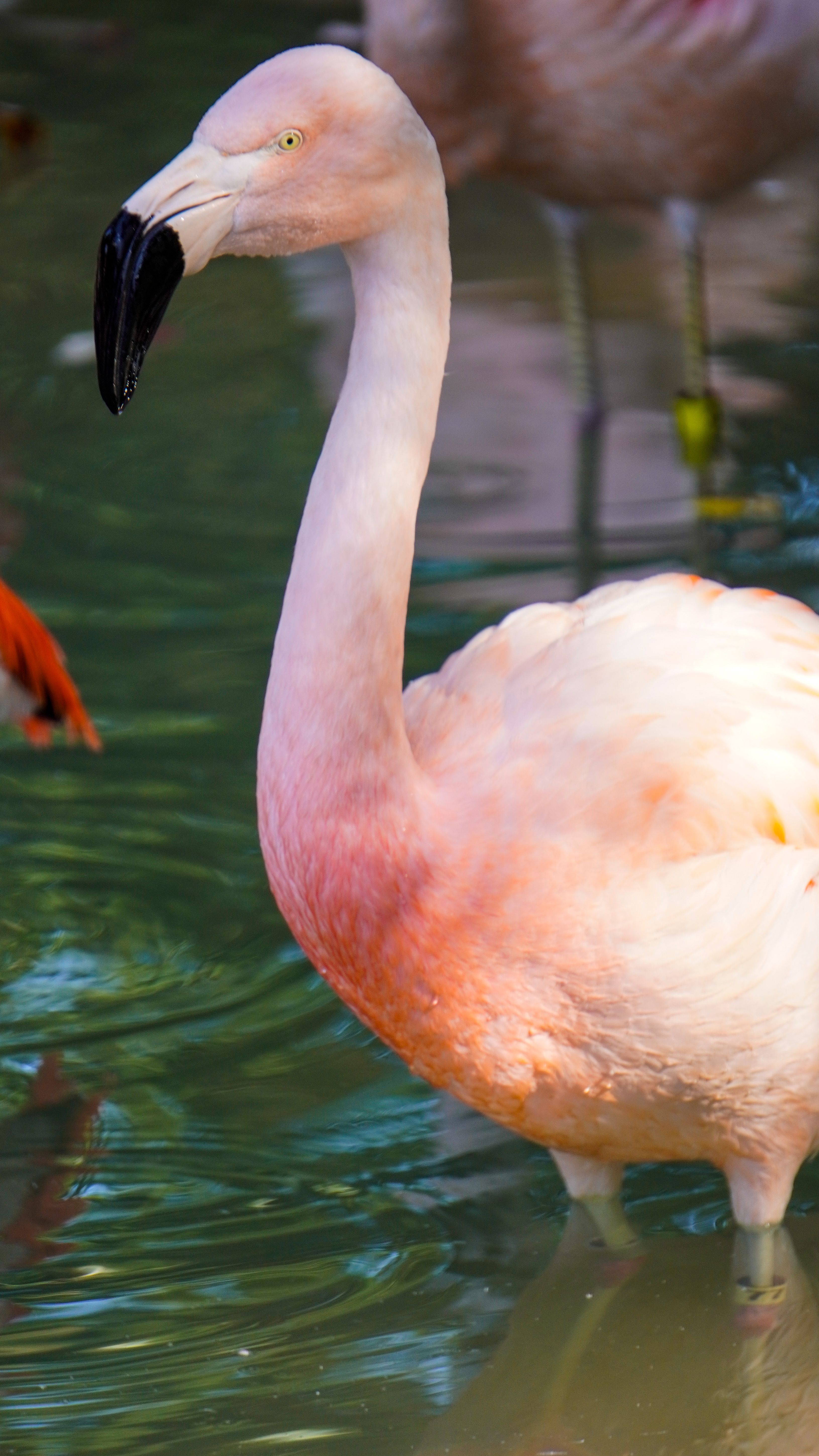 Red Flamingos · Free Stock Photo