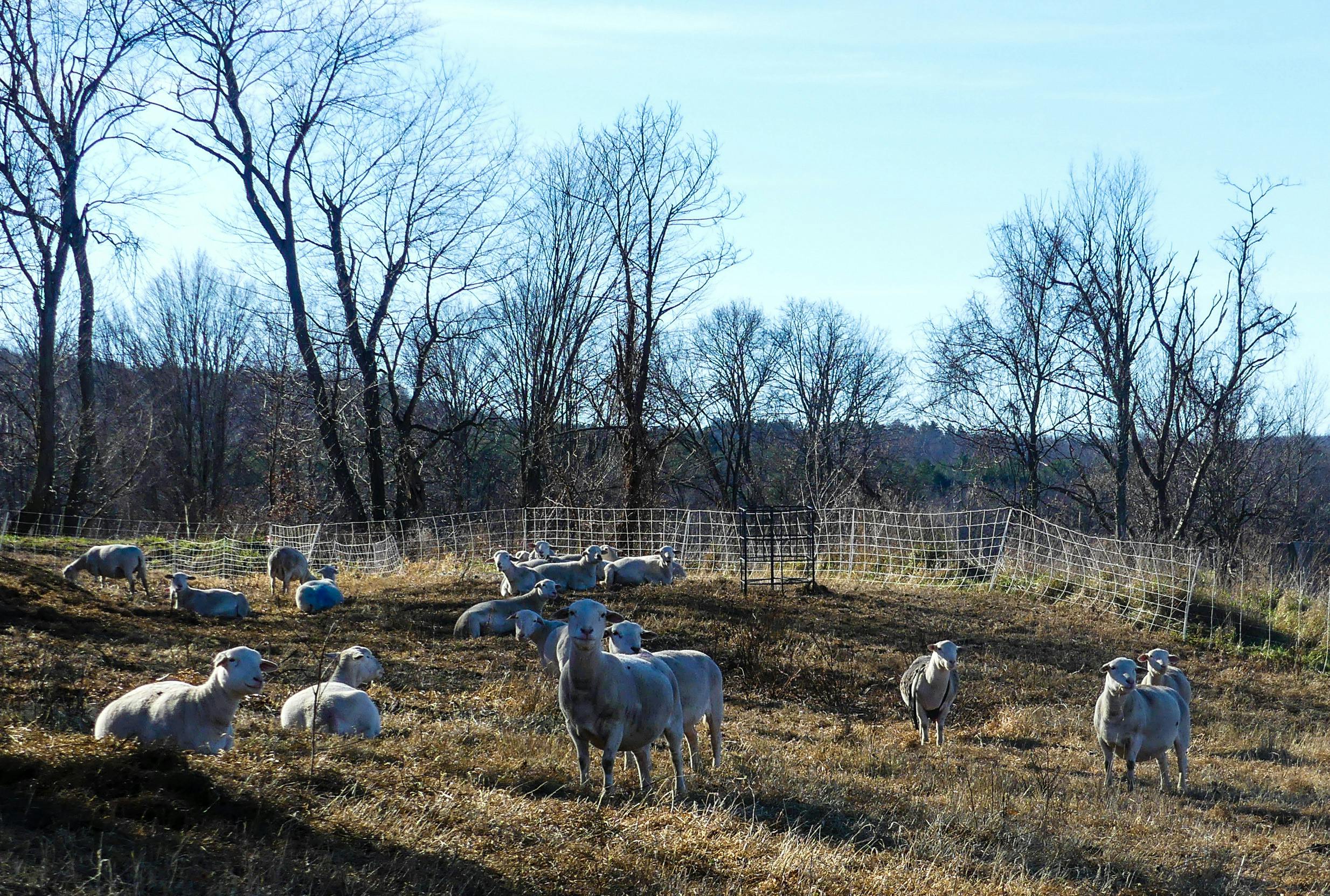 Herd of Sheep Taken Under White Sky · Free Stock Photo