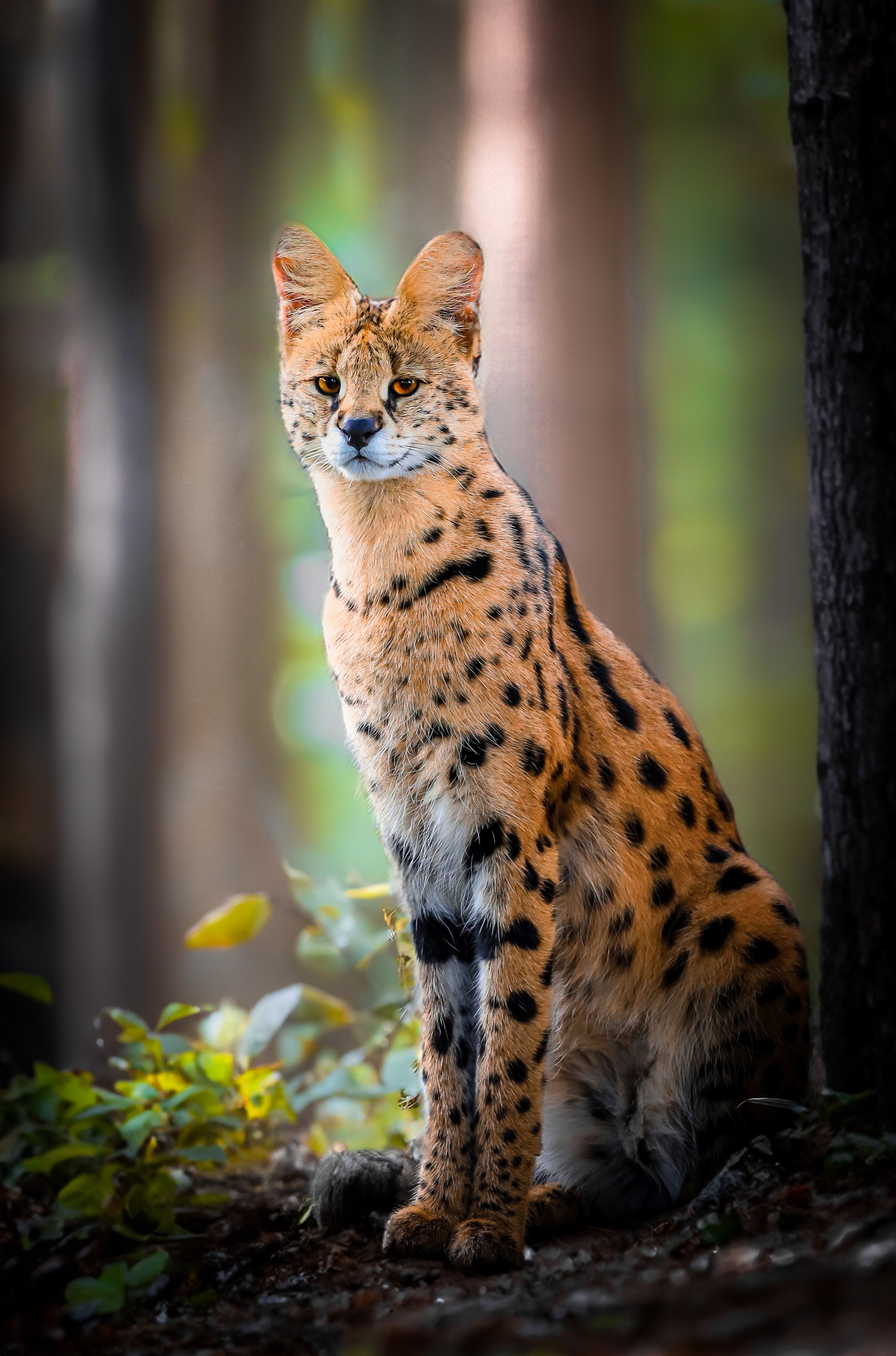 Stunning Portrait of a Majestic Serval Cat in the Wild · Free Stock Photo