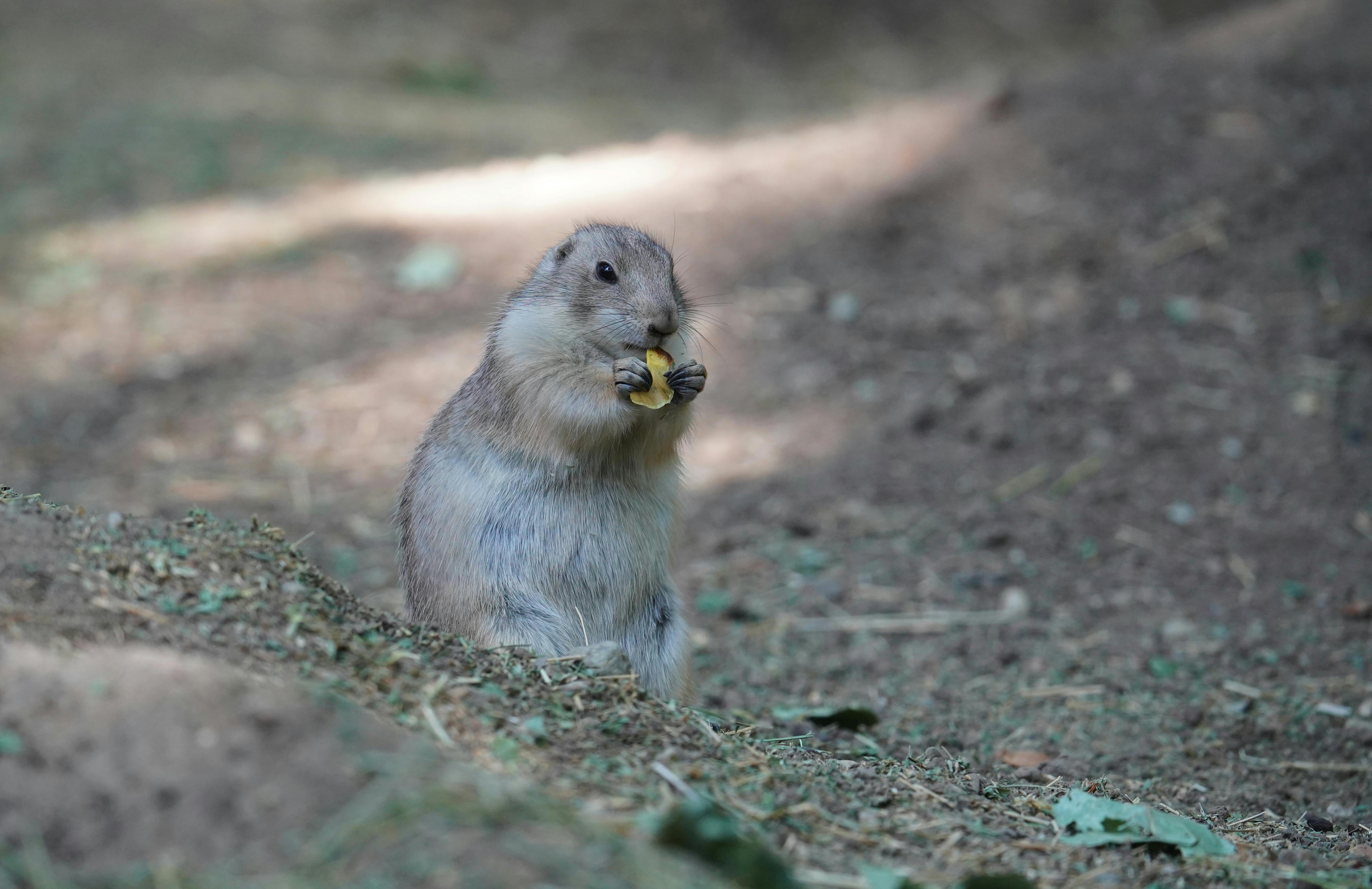 Wildlife Posters Photos, Download The BEST Free Wildlife Posters Stock ...