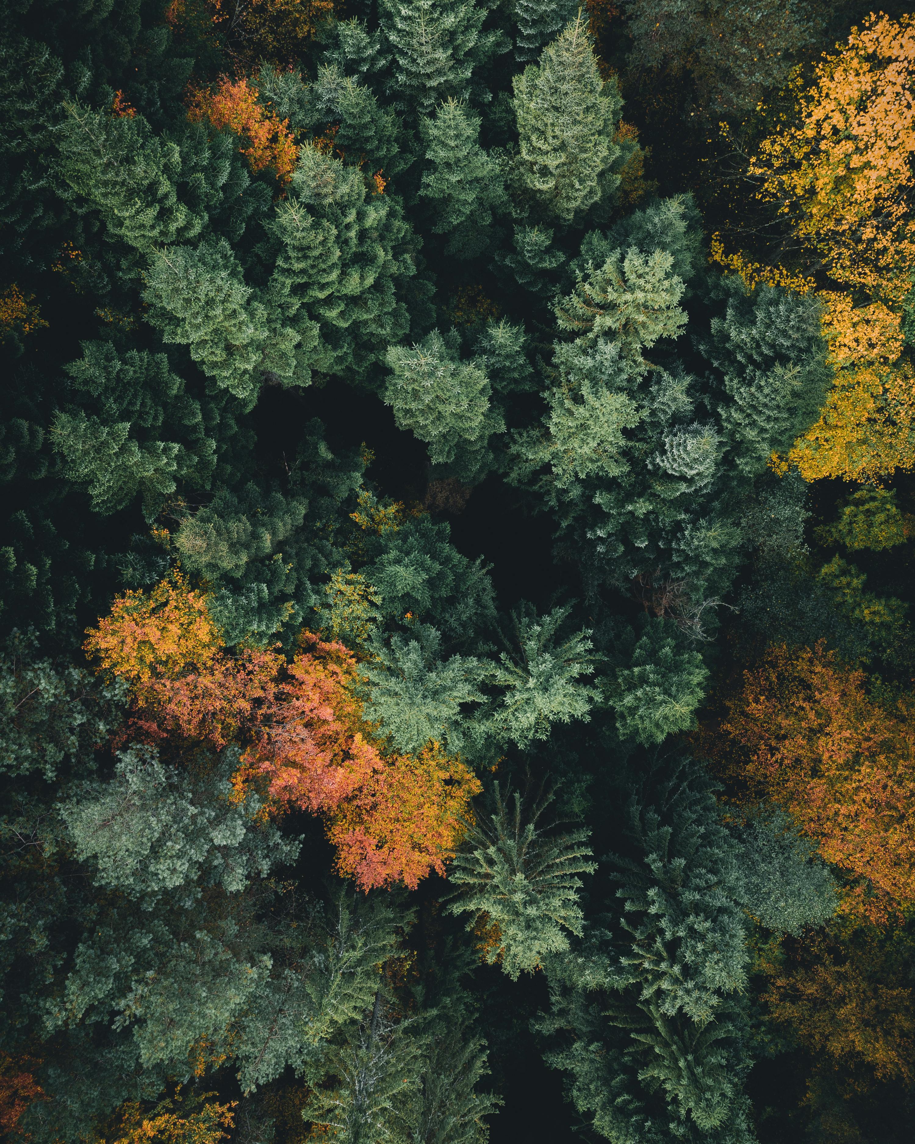 Aerial View of Trees in the Forest · Free Stock Photo