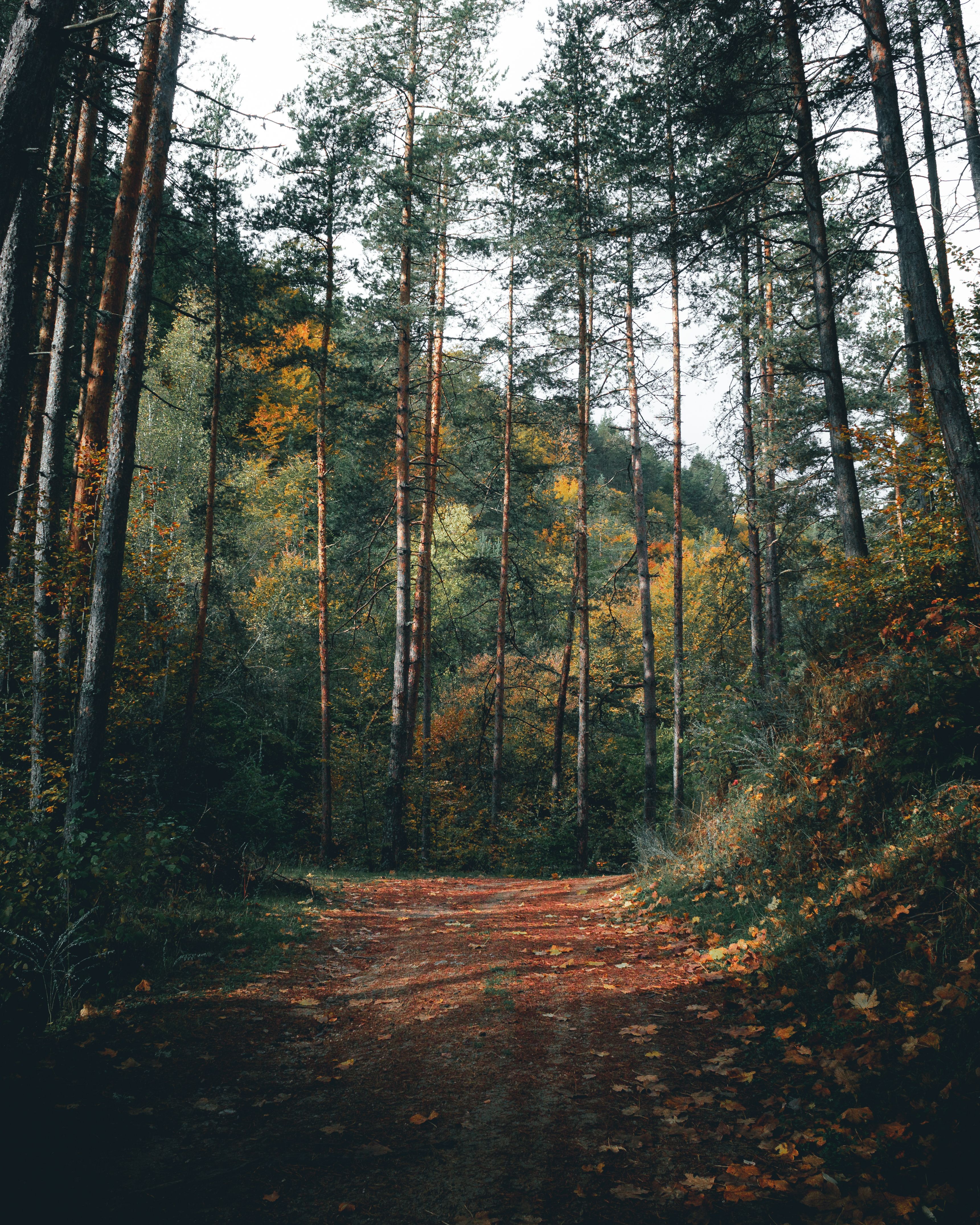 Morning light hitting the autumnal trees and forest road making moody ...