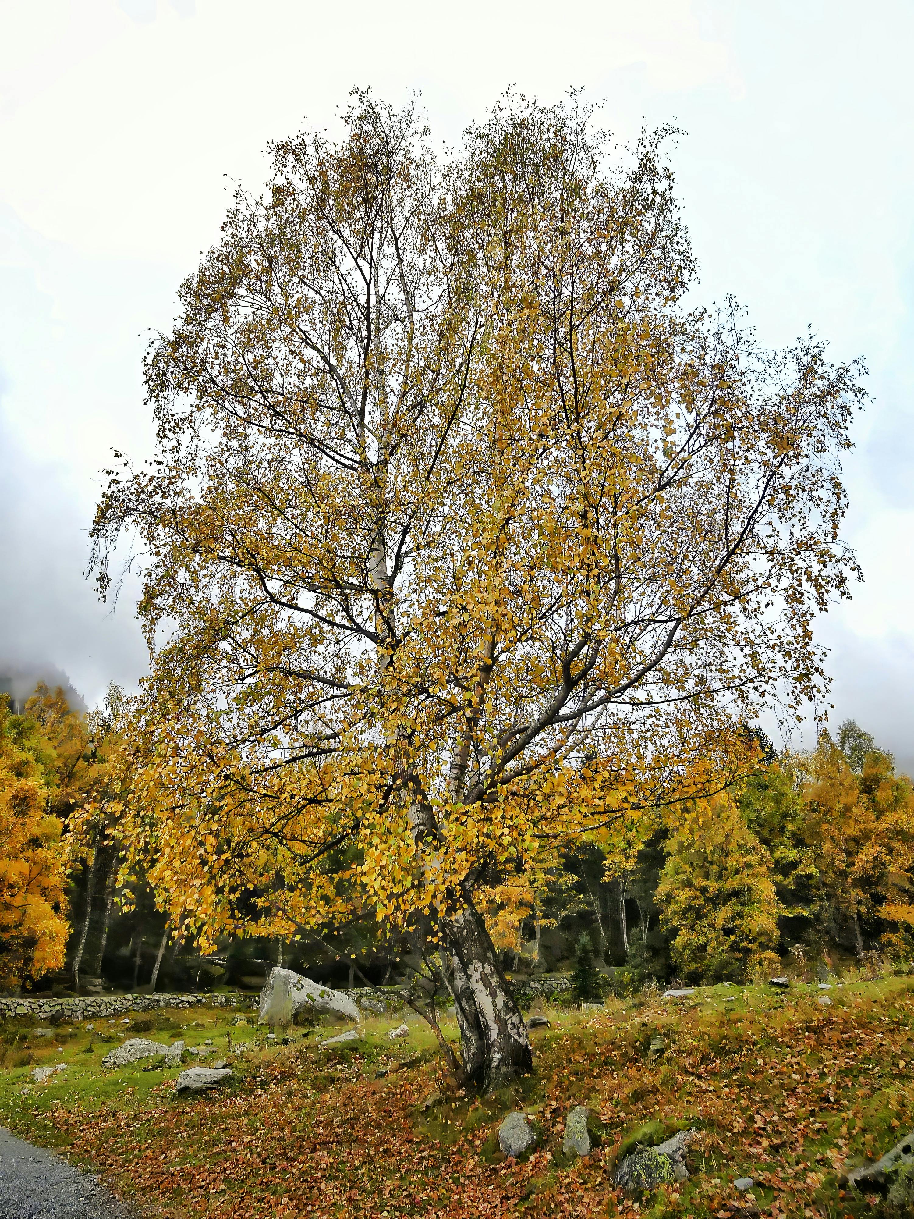 CESAR CASANOVA - 写真