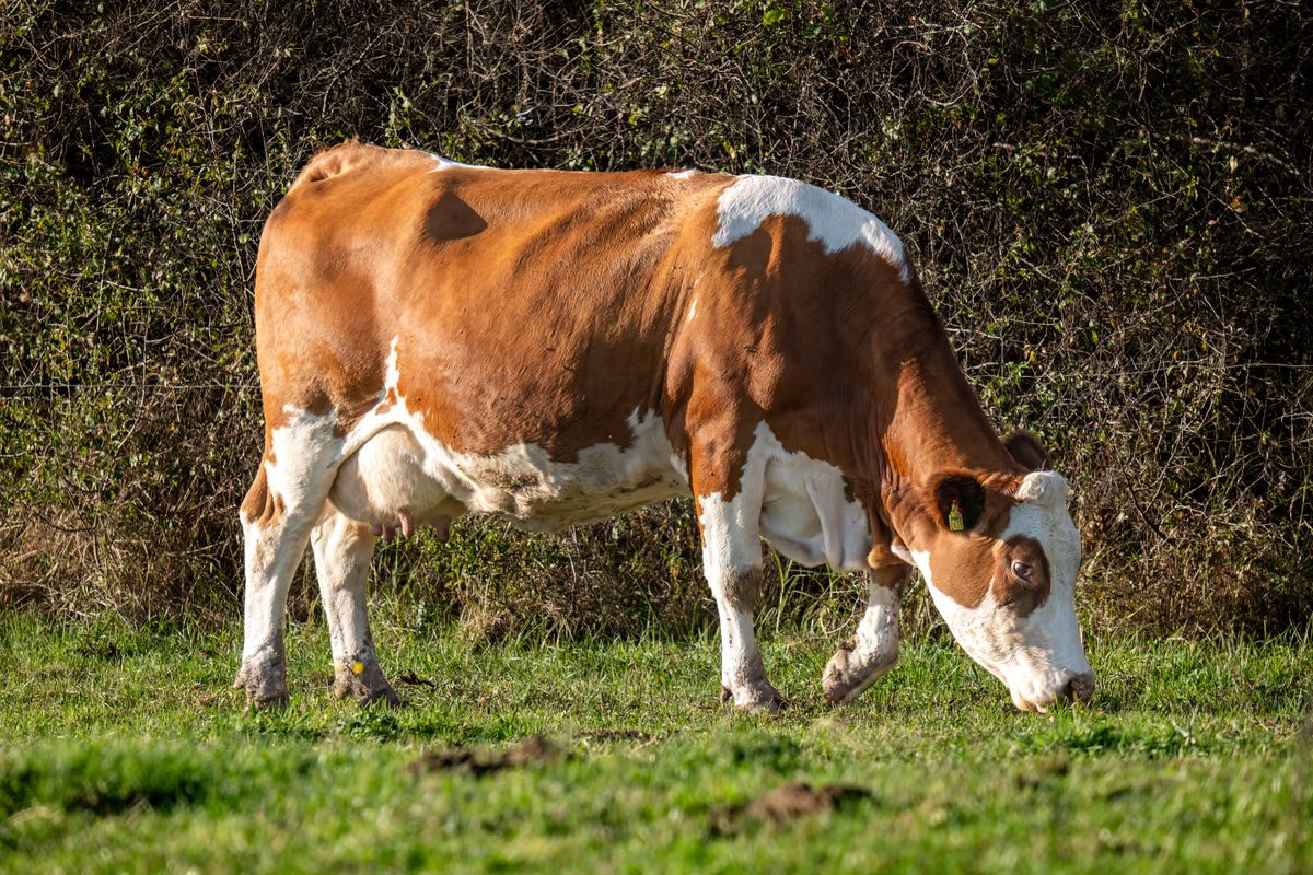 Cow Worship Photos, Download The BEST Free Cow Worship Stock Photos ...