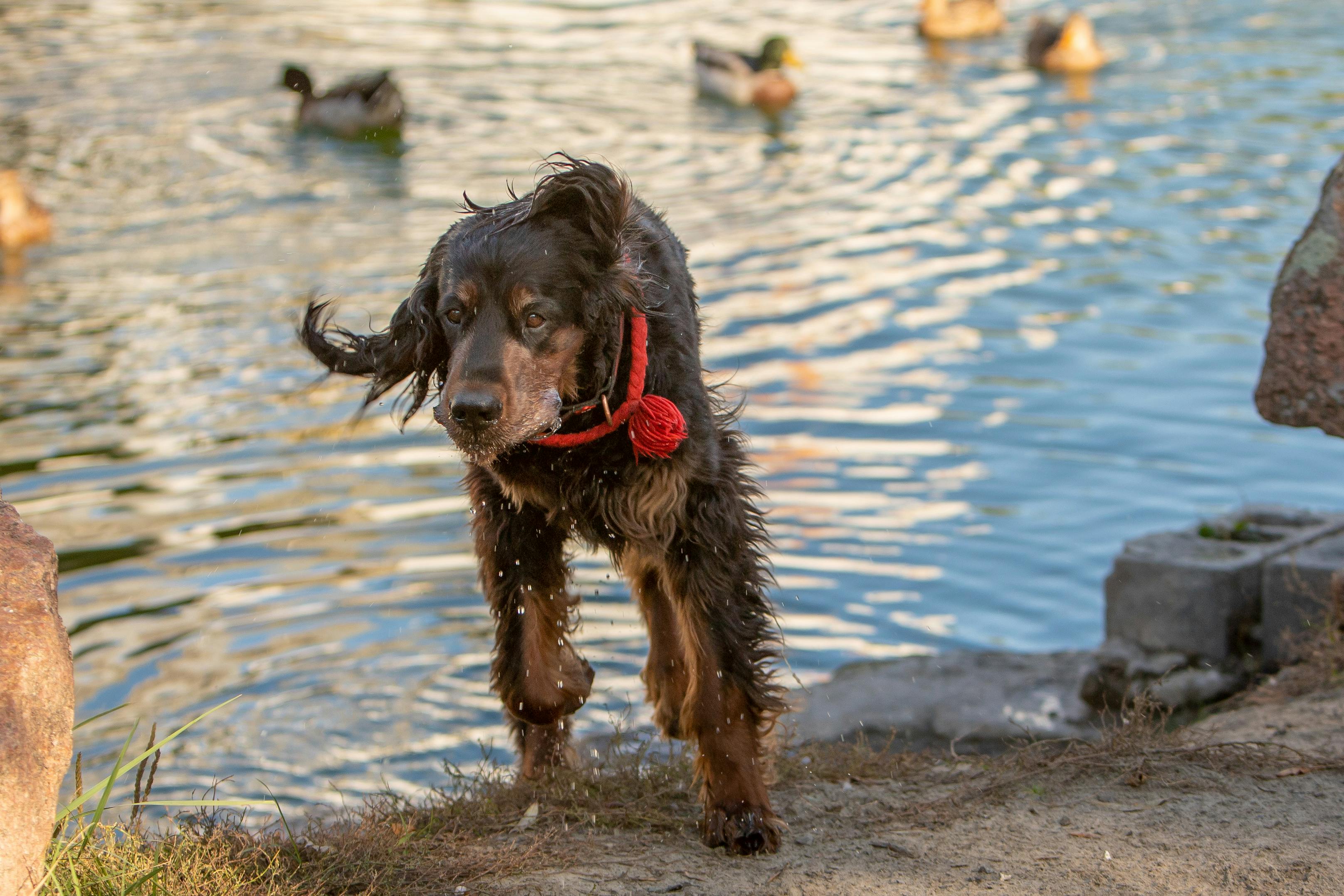 Dog With Ducks Photos, Download The BEST Free Dog With Ducks Stock ...