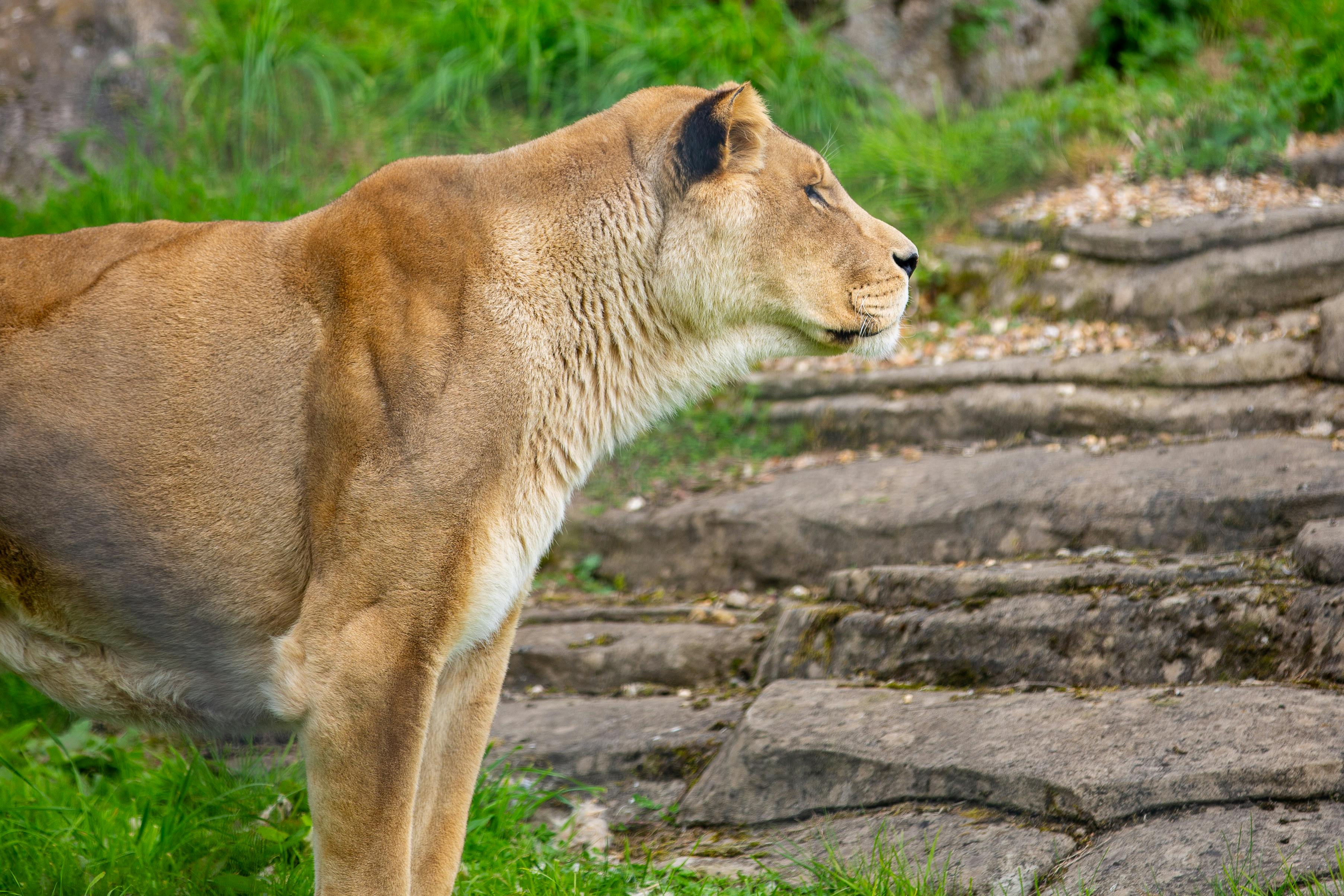 Close up of Lionesses · Free Stock Photo