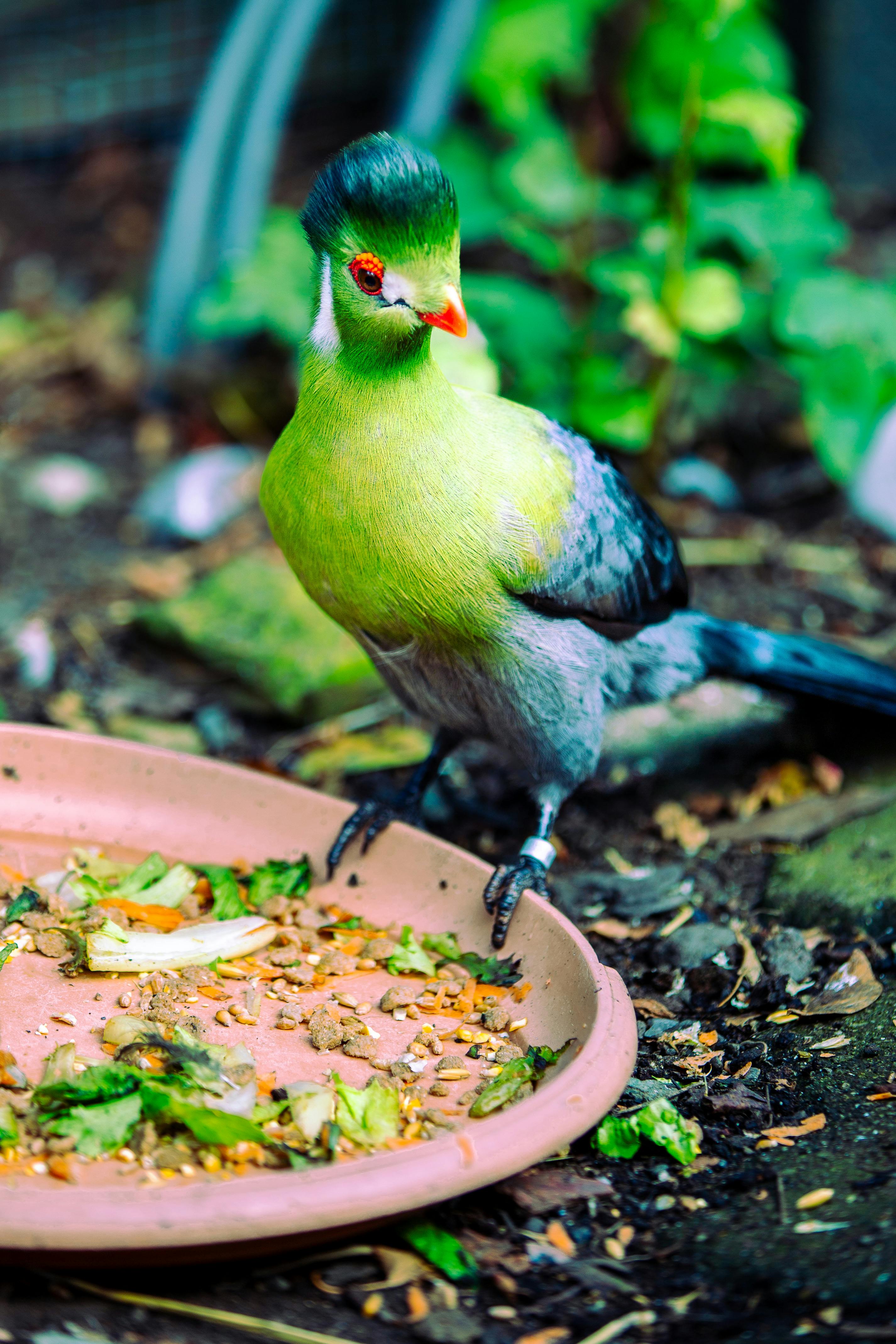 Exotic White Cheeked Turaco · Free Stock Photo