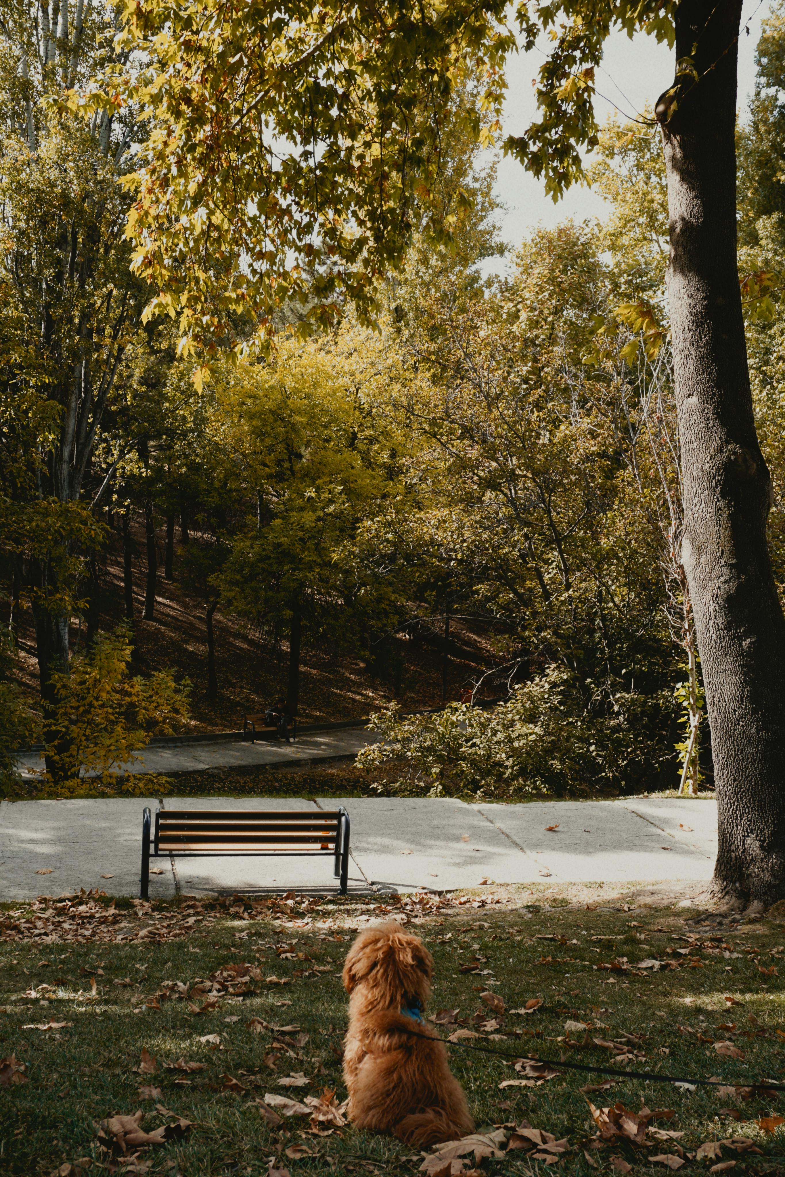 Dog Ibu Photos, Download The BEST Free Dog Ibu Stock Photos & HD Images