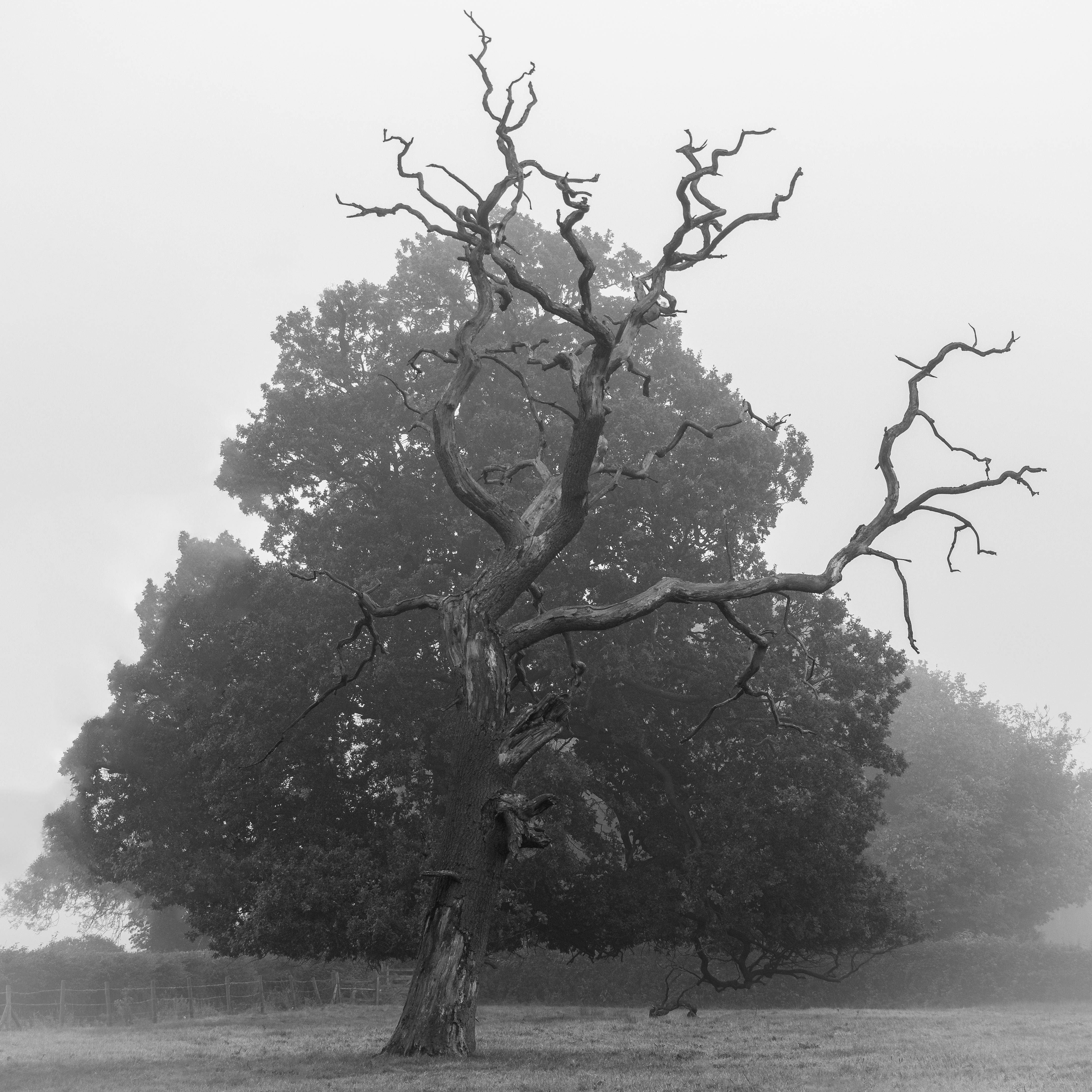 Black And White Tree Photos, Download The BEST Free Black And White ...