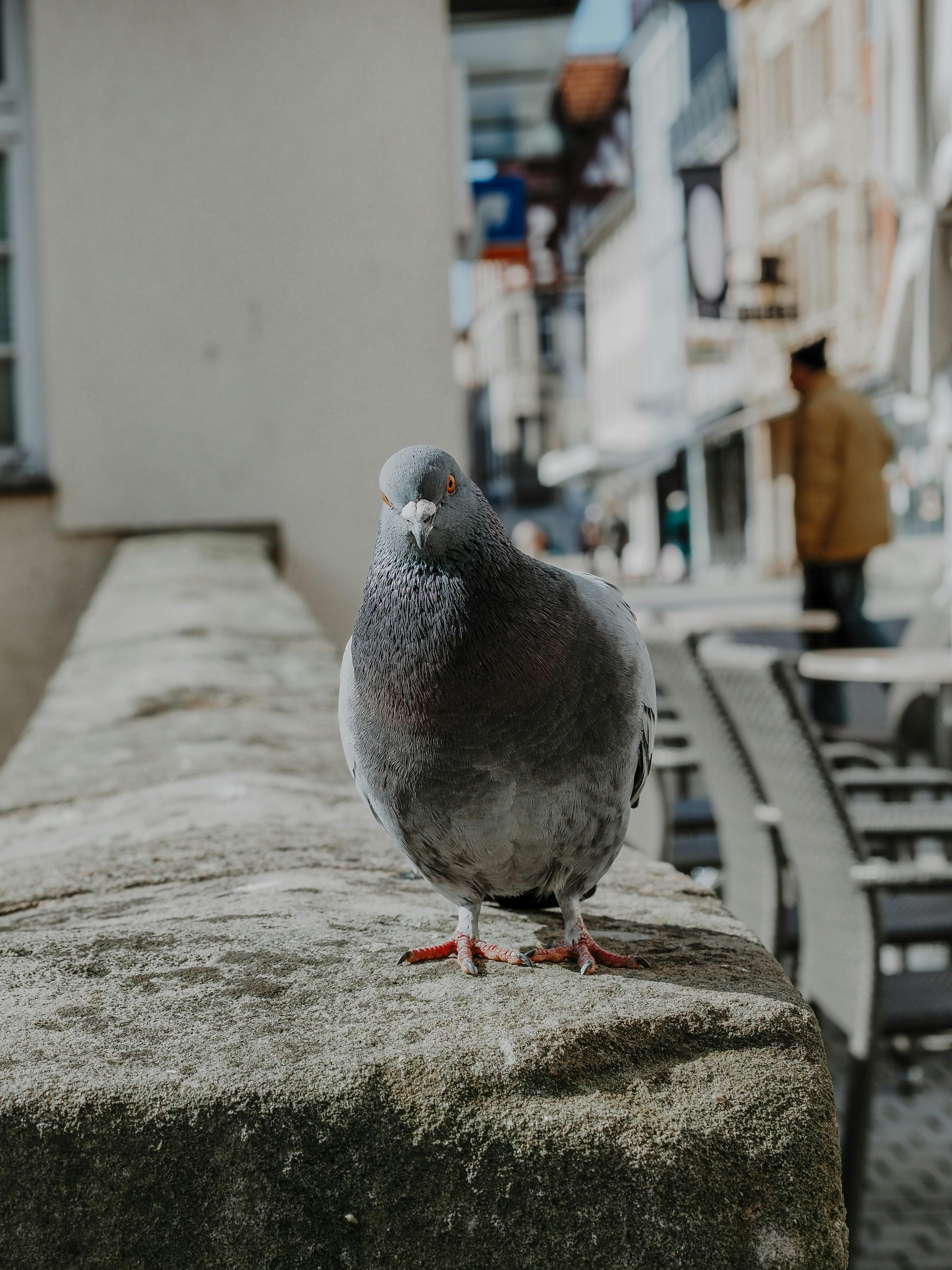 Pigeon Bird Photos, Download The BEST Free Pigeon Bird Stock Photos ...