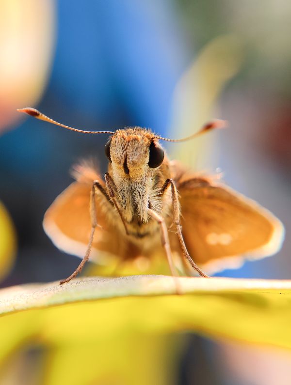 Butterfly Cacoon Photos, Download The BEST Free Butterfly Cacoon Stock ...