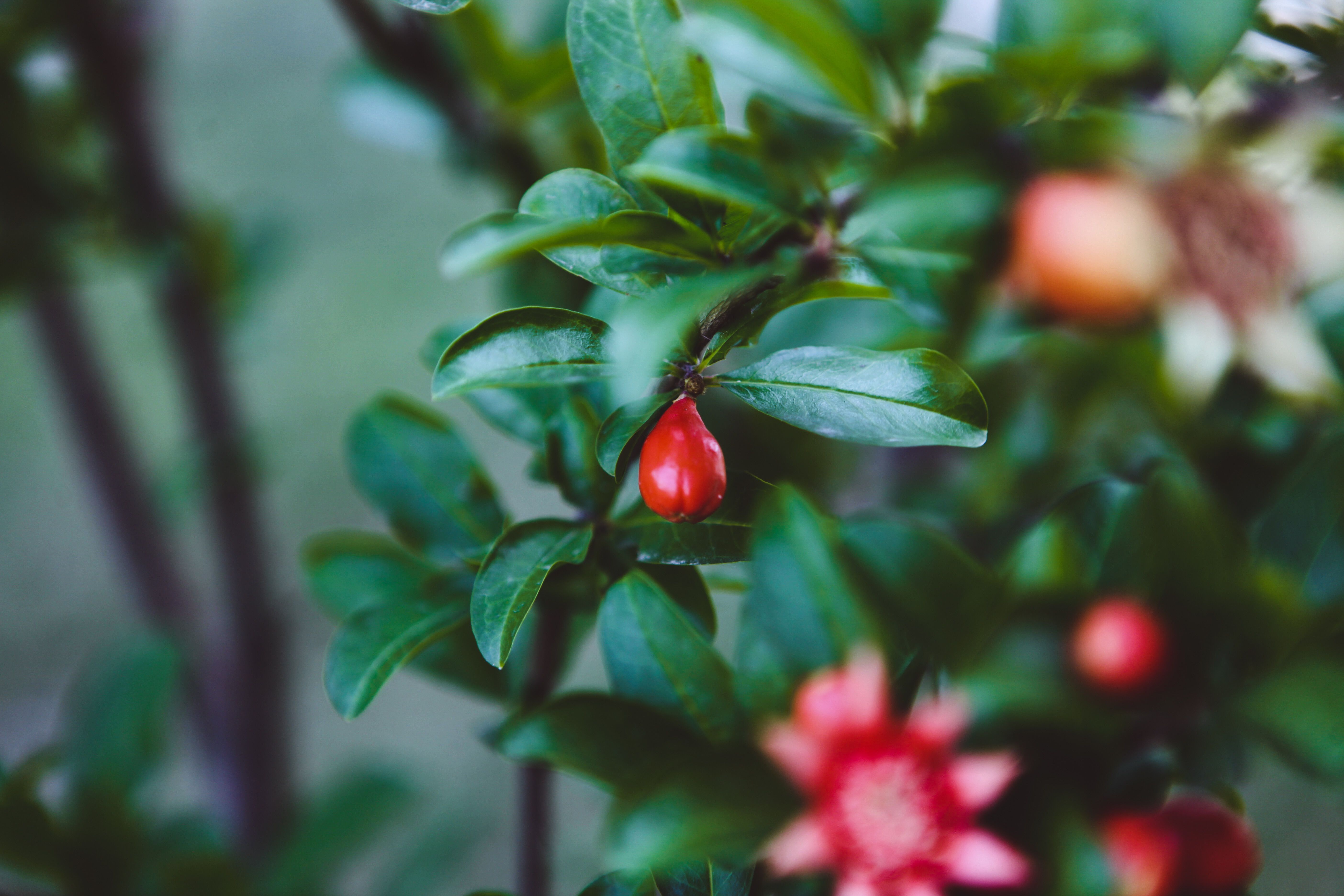 Evergreen Miracle Berry Shrub · Free Stock Photo
