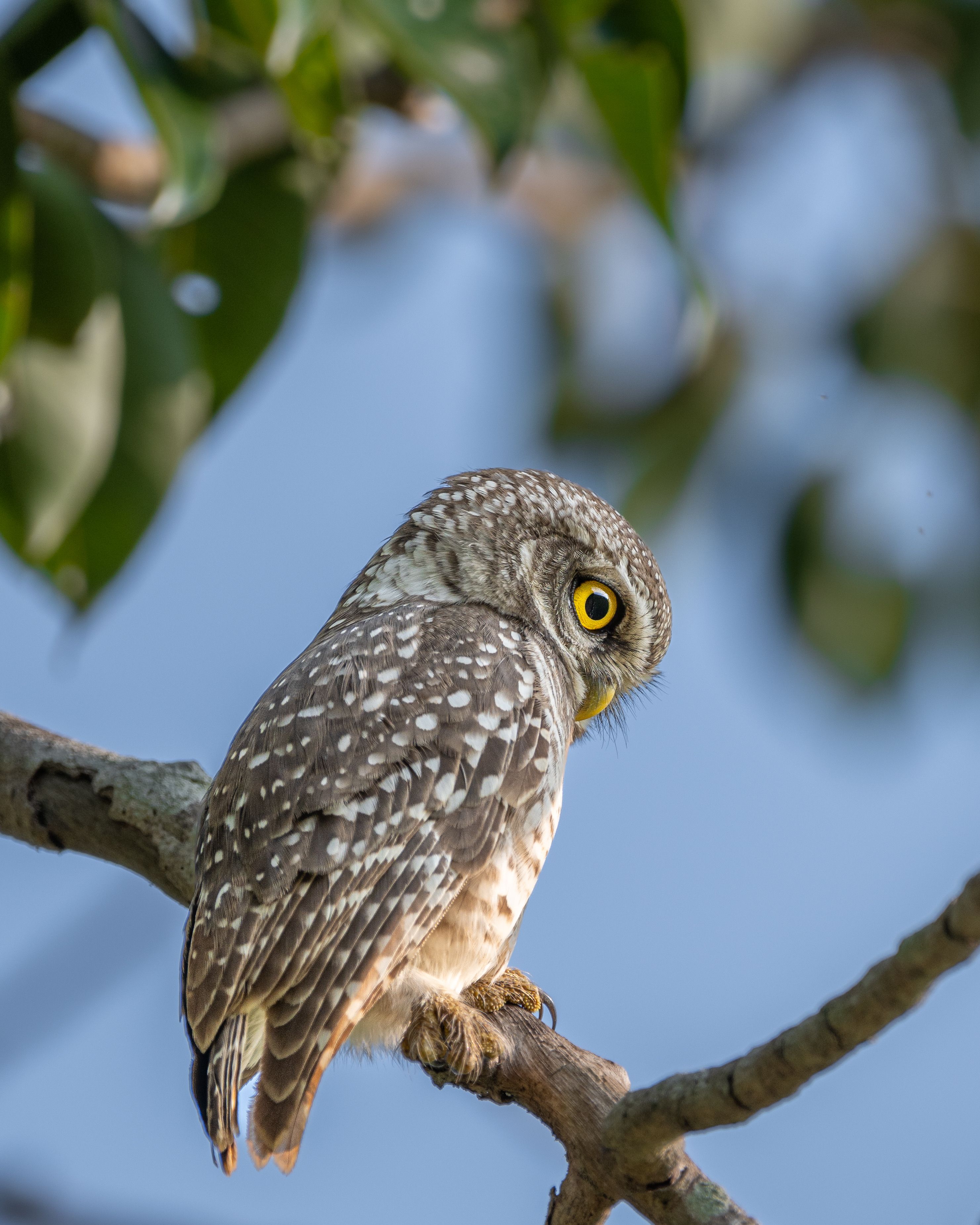 Brown White Feather Owl · Free Stock Photo