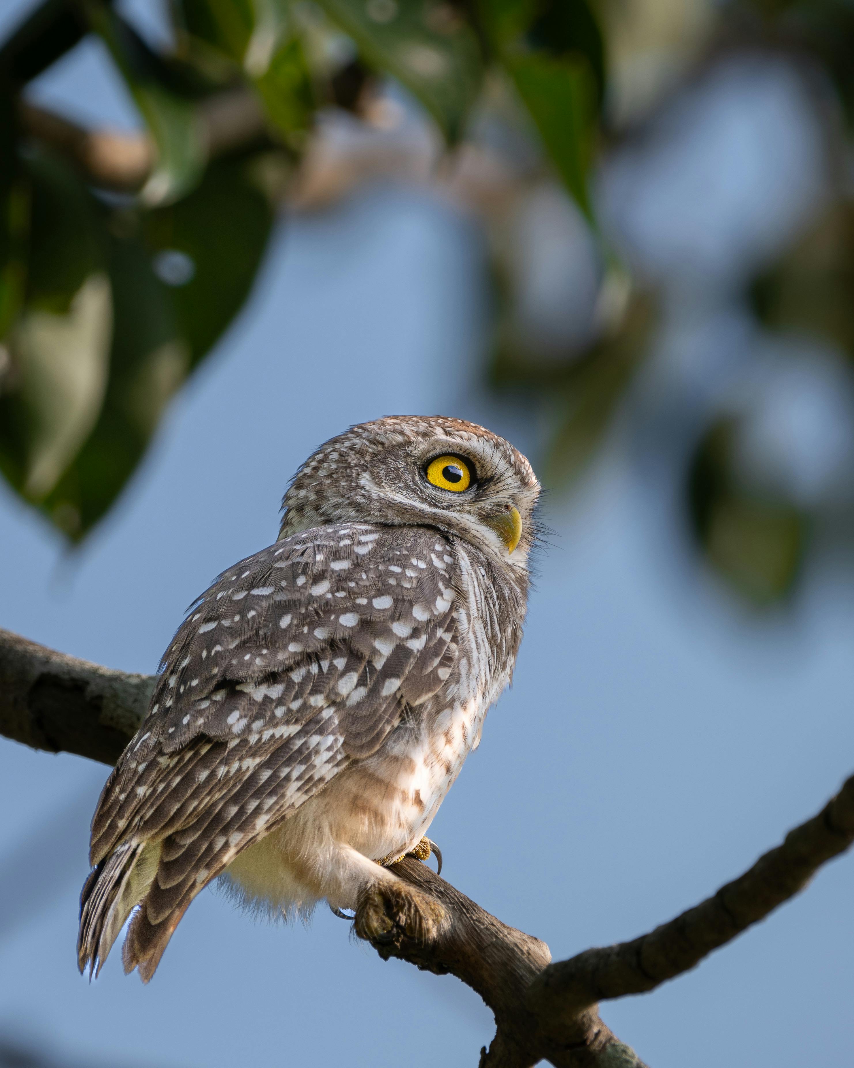 Brown Owl On Tree Branch · Free Stock Photo