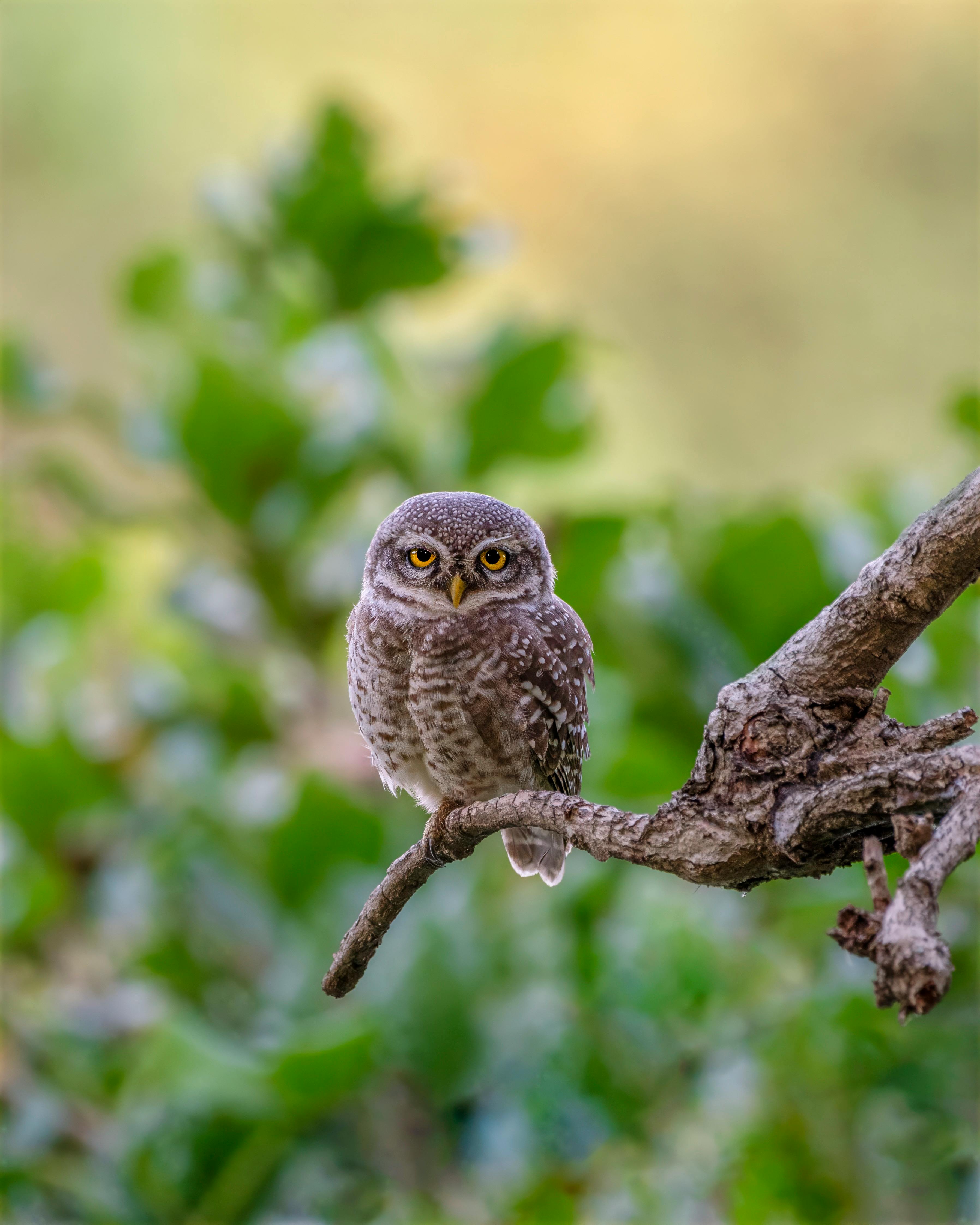 Brown Owl On Tree Branch · Free Stock Photo