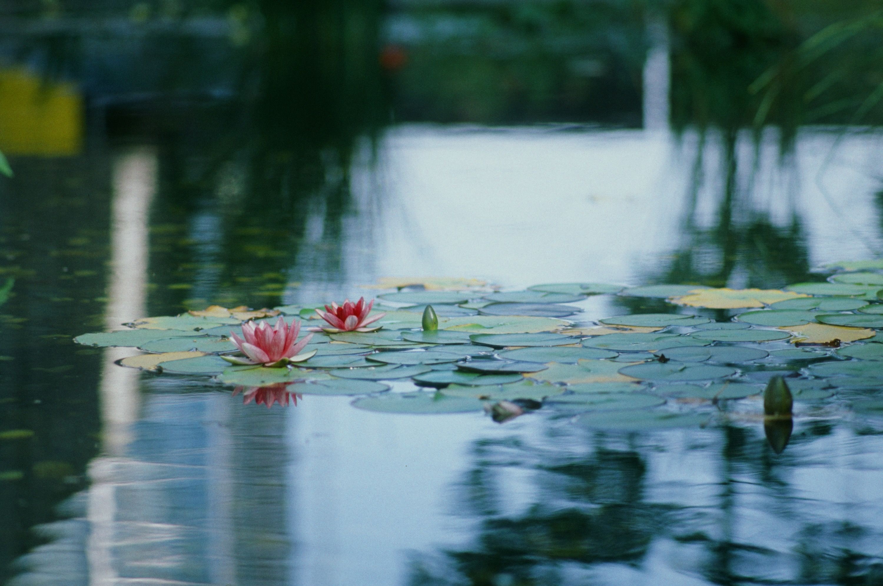 Coden Bayou Photos, Download The BEST Free Coden Bayou Stock Photos ...