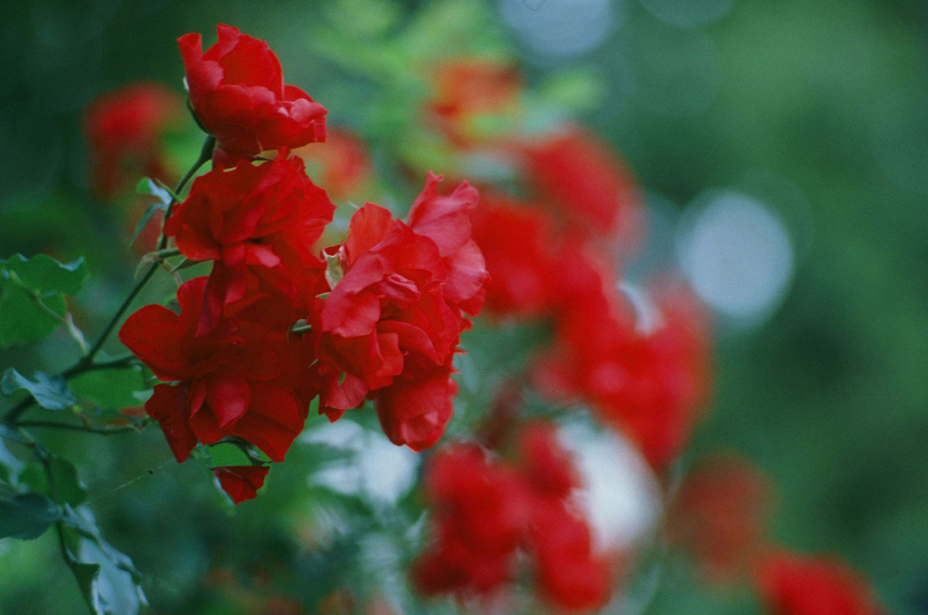 Red flowers in a green background · Free Stock Photo