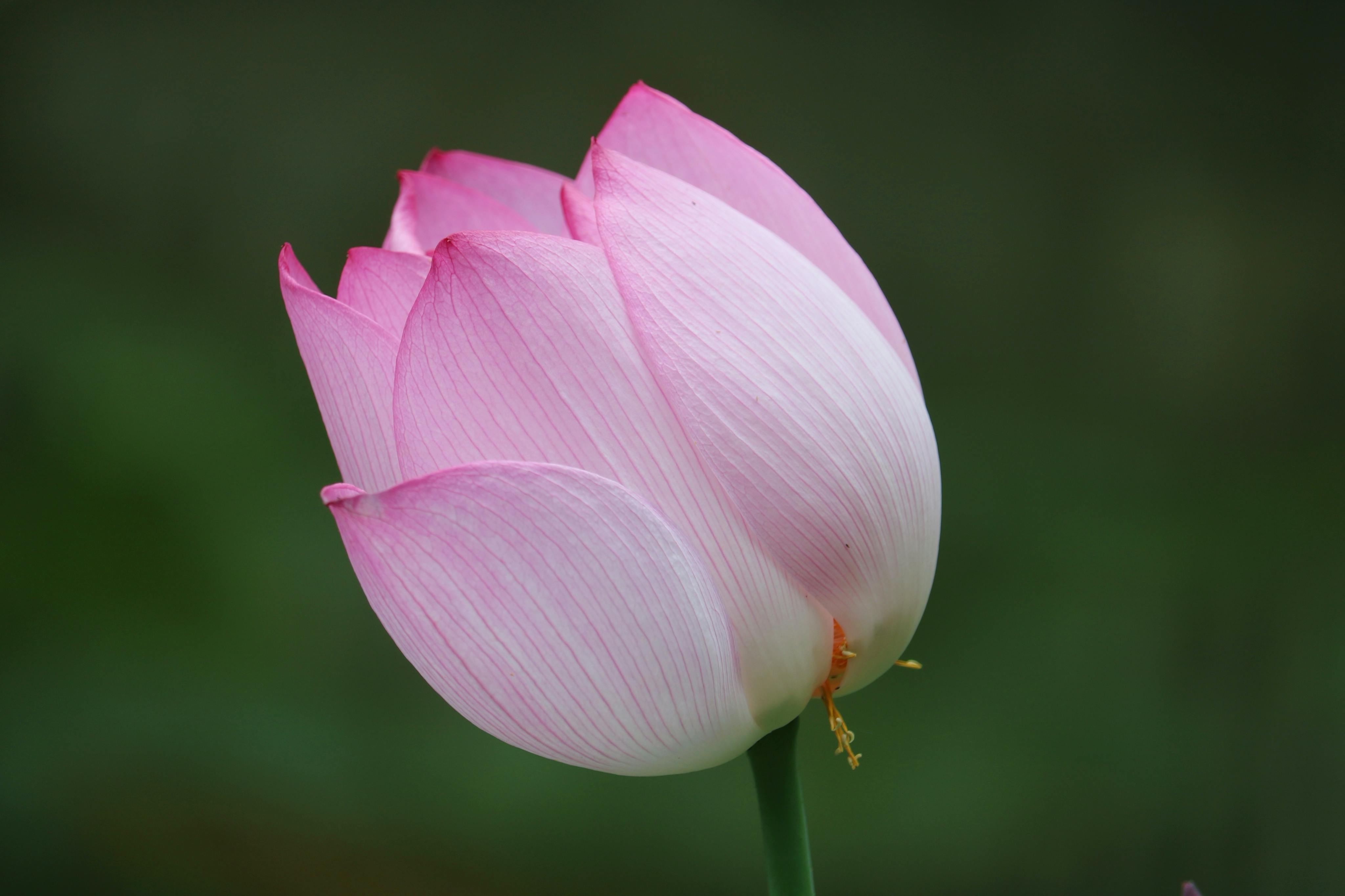 Flower Budding Photos, Download The BEST Free Flower Budding Stock ...