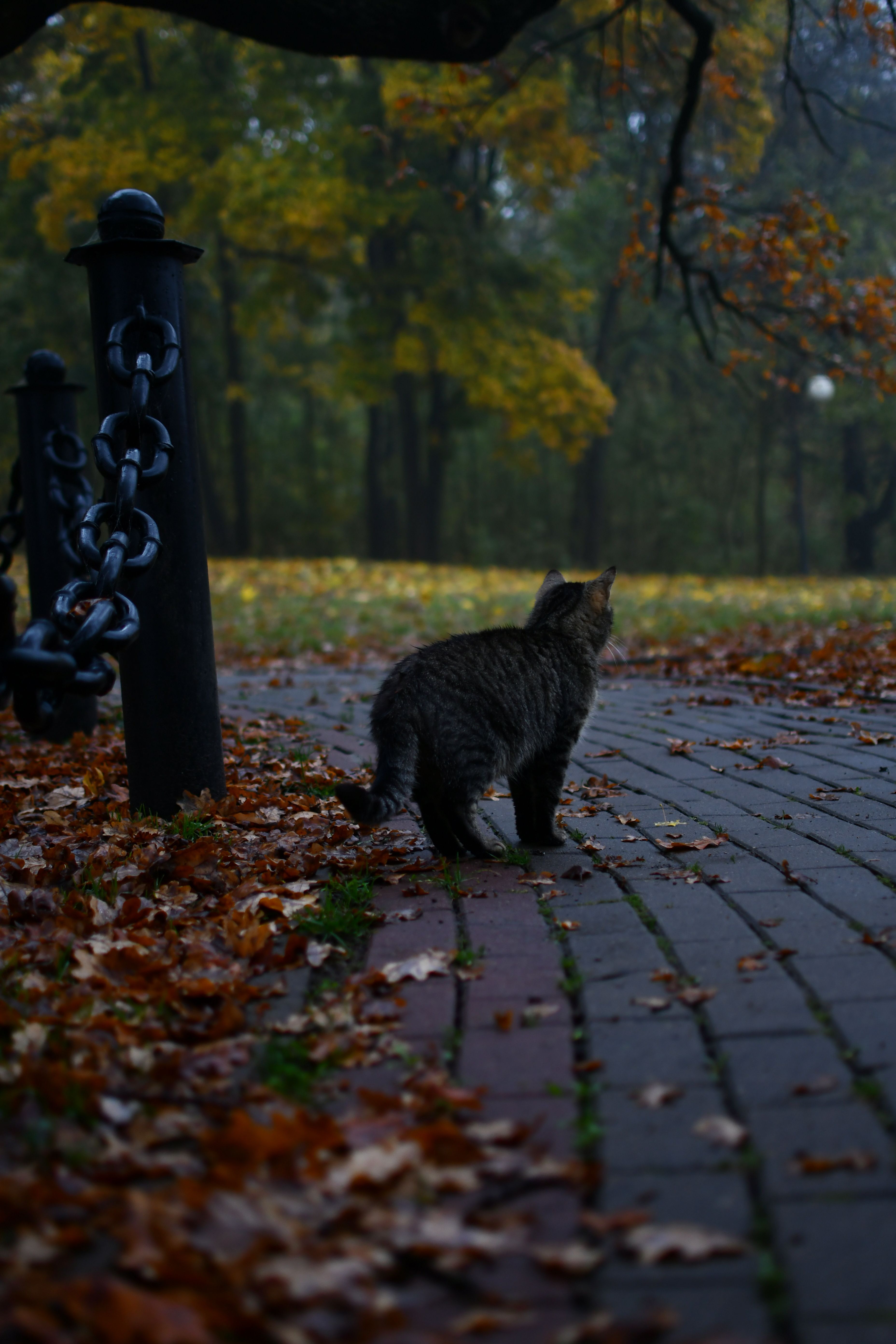 Feral Cats Photos, Download The BEST Free Feral Cats Stock Photos & HD ...