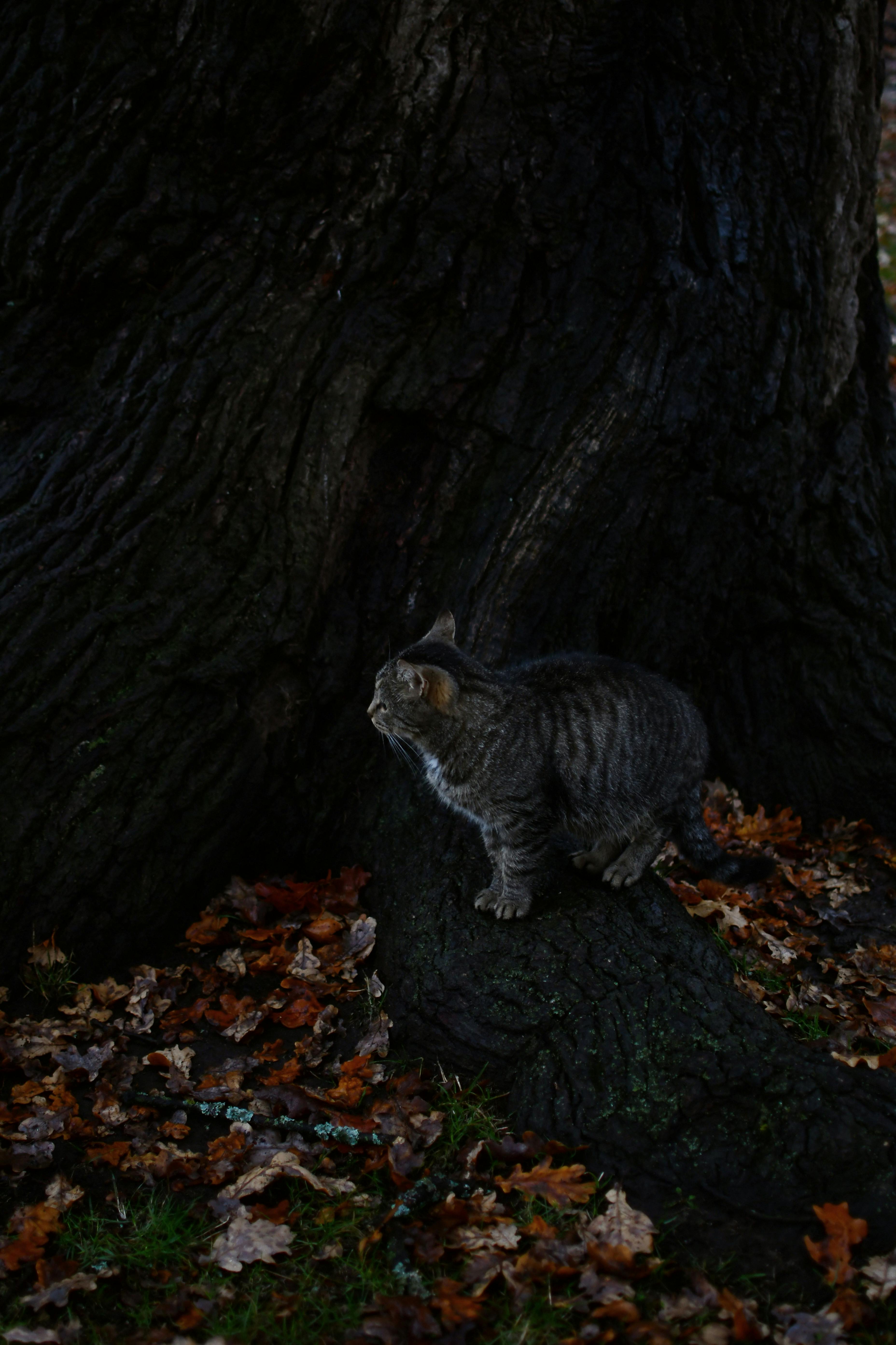 Tabby Cat Standing on a Tree Root · Free Stock Photo