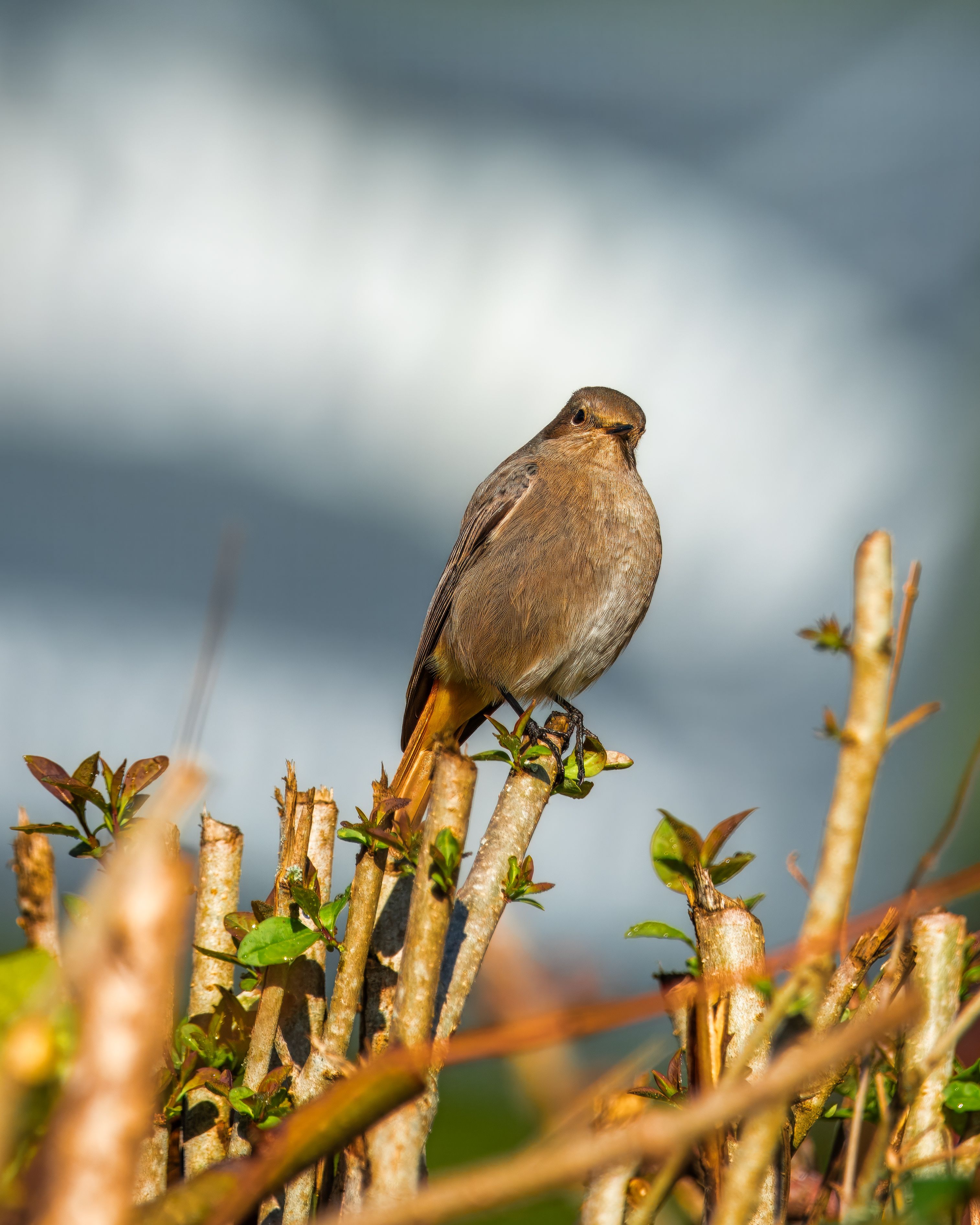Twig Photos, Download The BEST Free Twig Stock Photos & HD Images