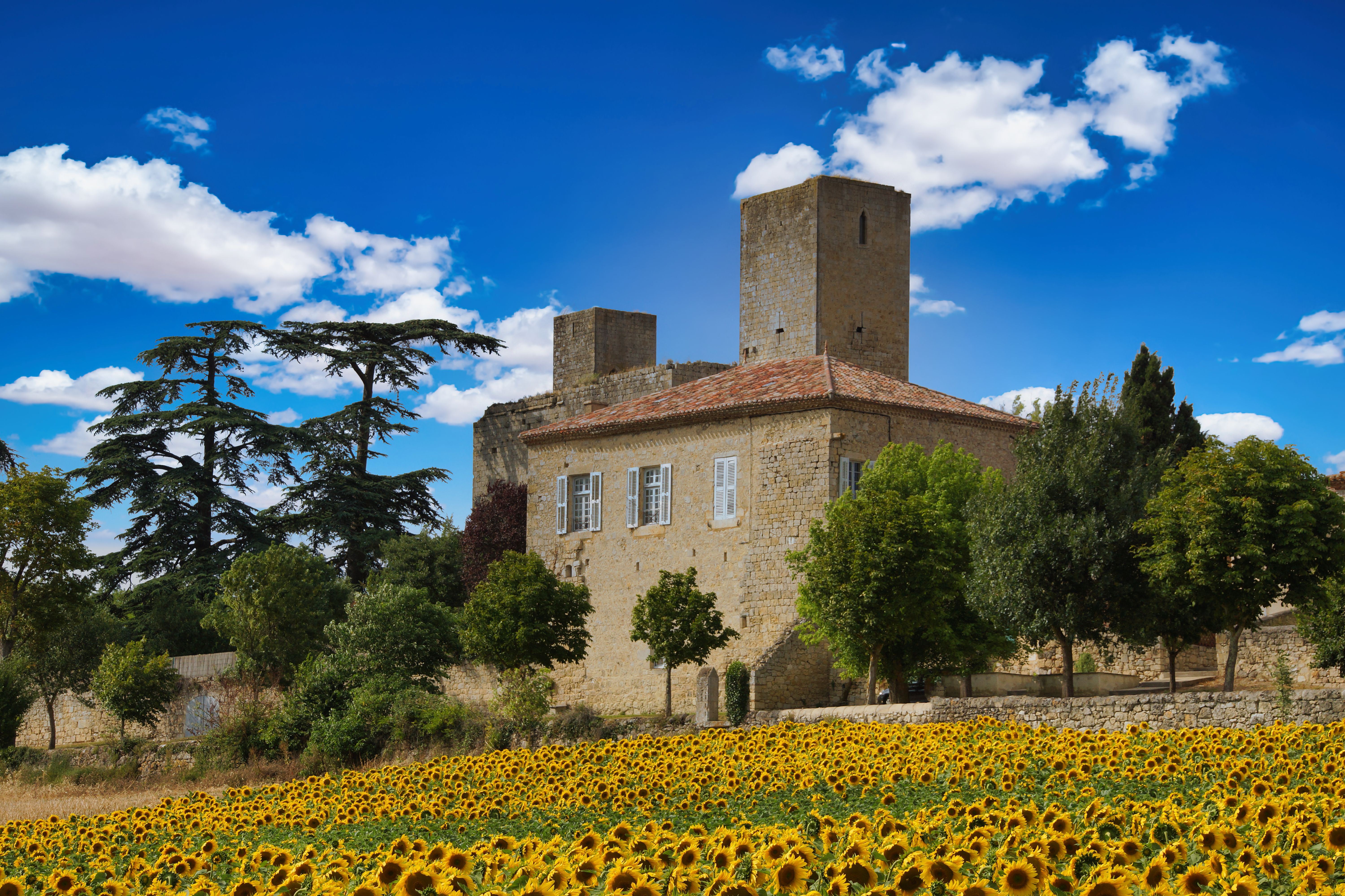 Field of Sunflowers by the Castle of Sainte-Mere France · Free Stock Photo