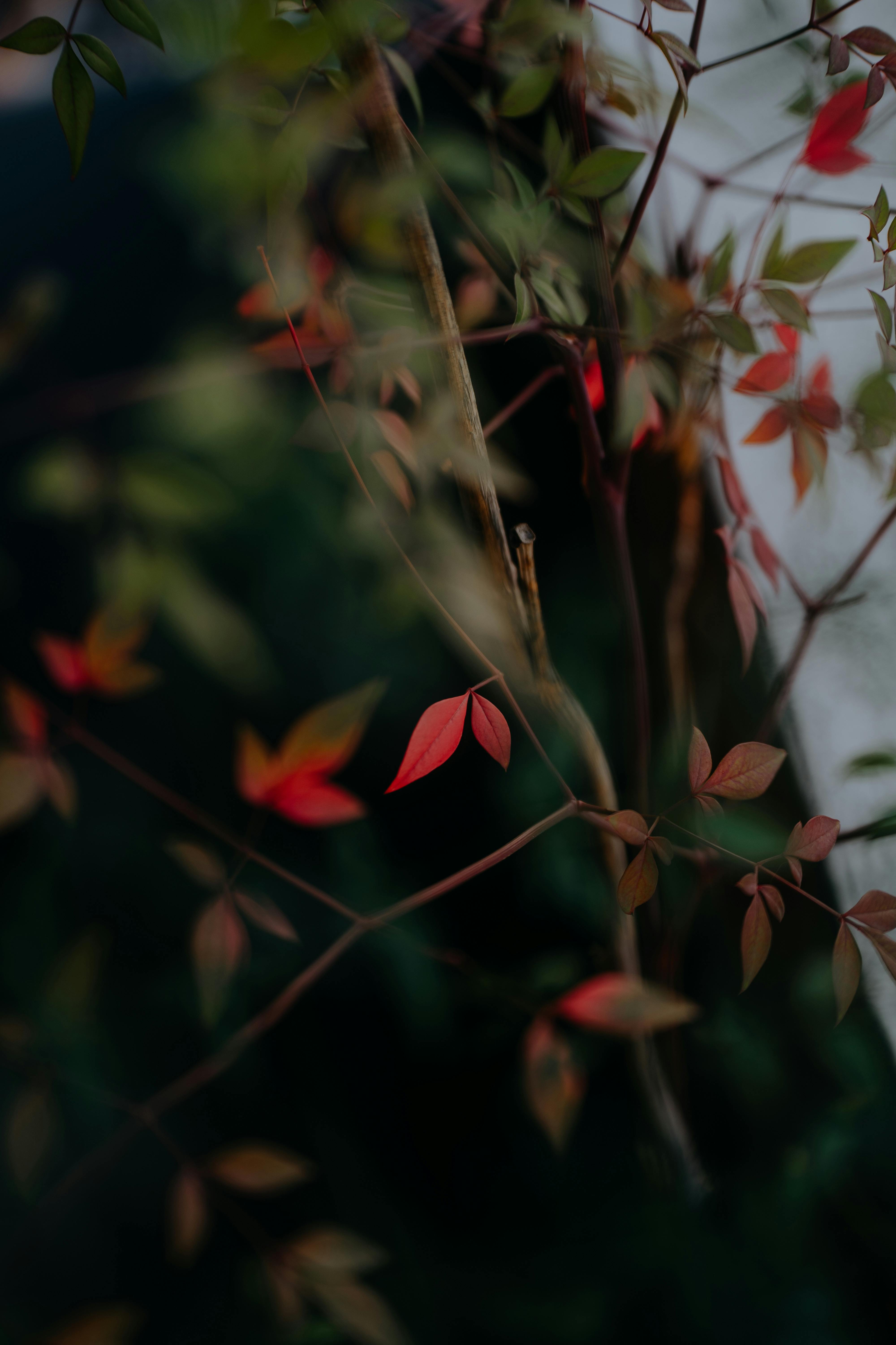 Small Leaves Turning Red in Autumn · Free Stock Photo
