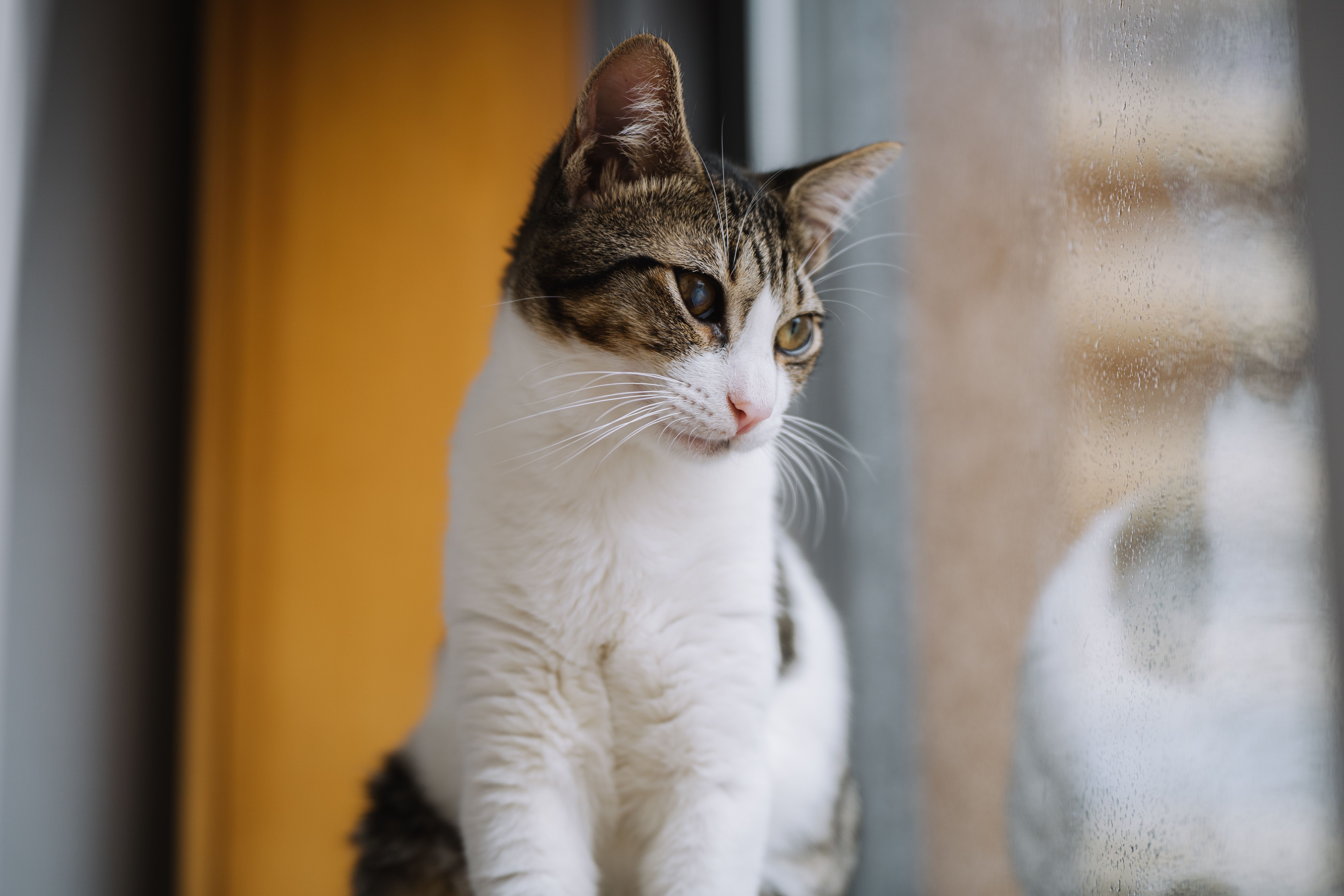 Cat Looking Out Window Photos, Download The BEST Free Cat Looking Out ...