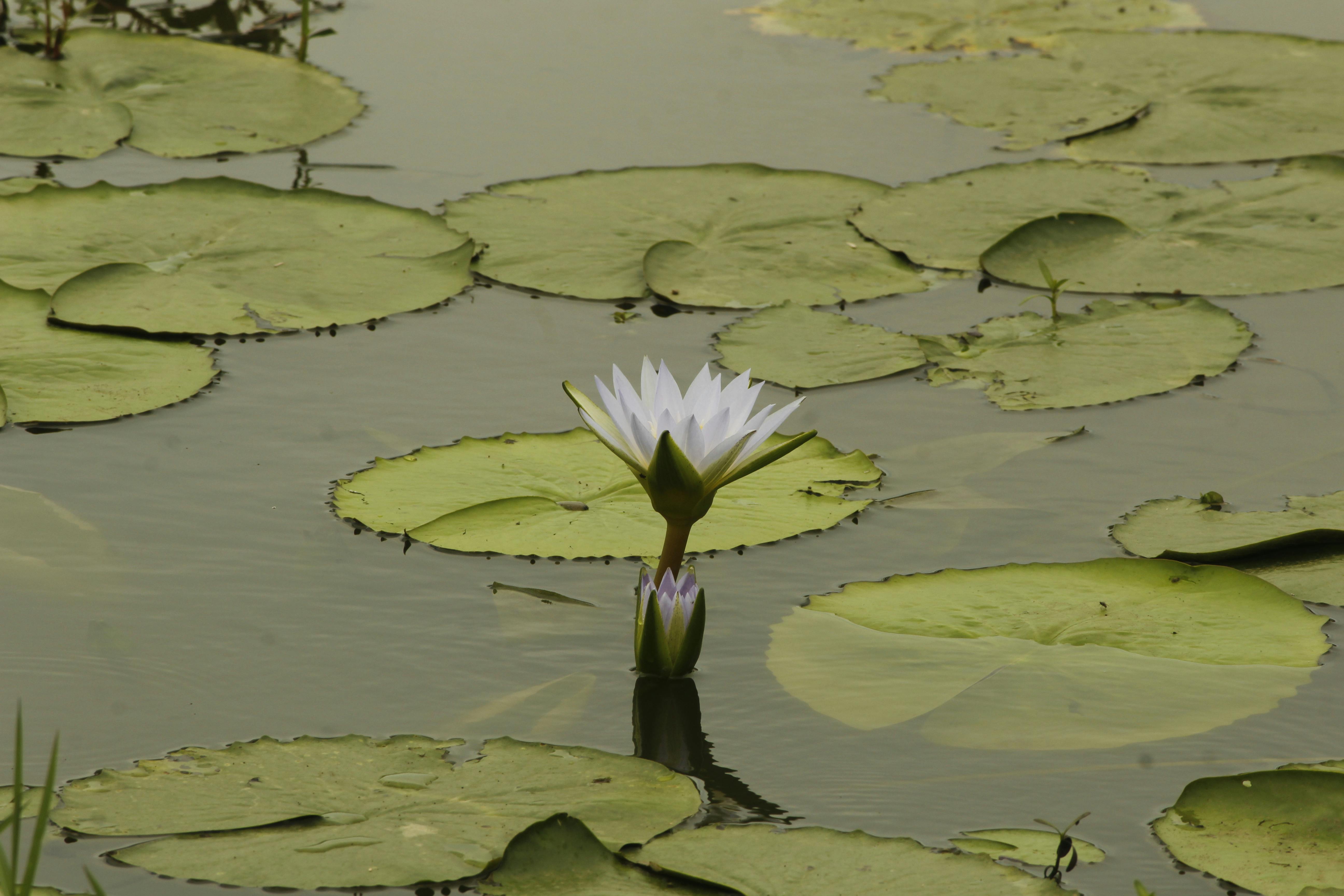 Flowers Pond Photos, Download The BEST Free Flowers Pond Stock Photos & HD Images