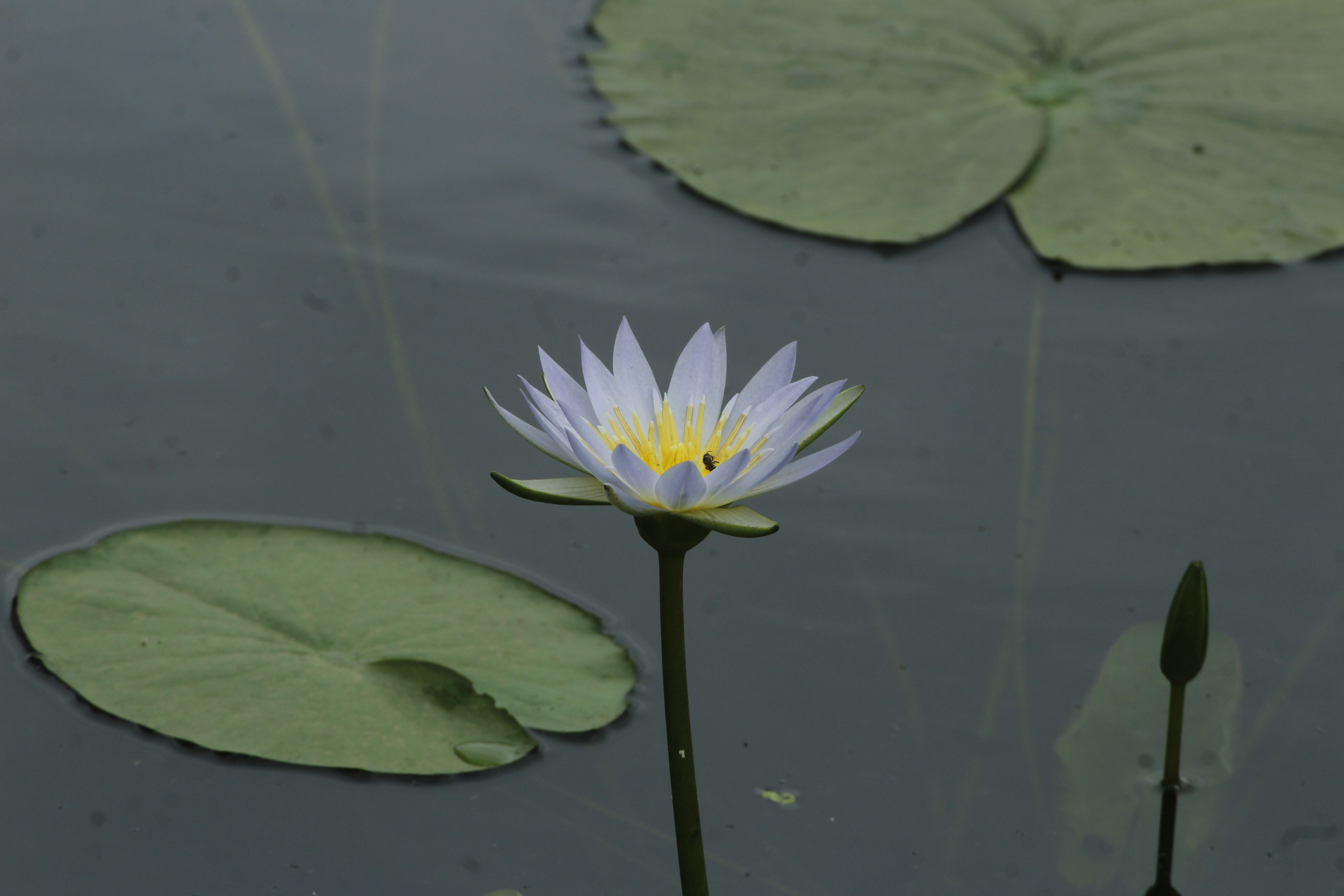 Light Purple Water Lily Flower · Free Stock Photo