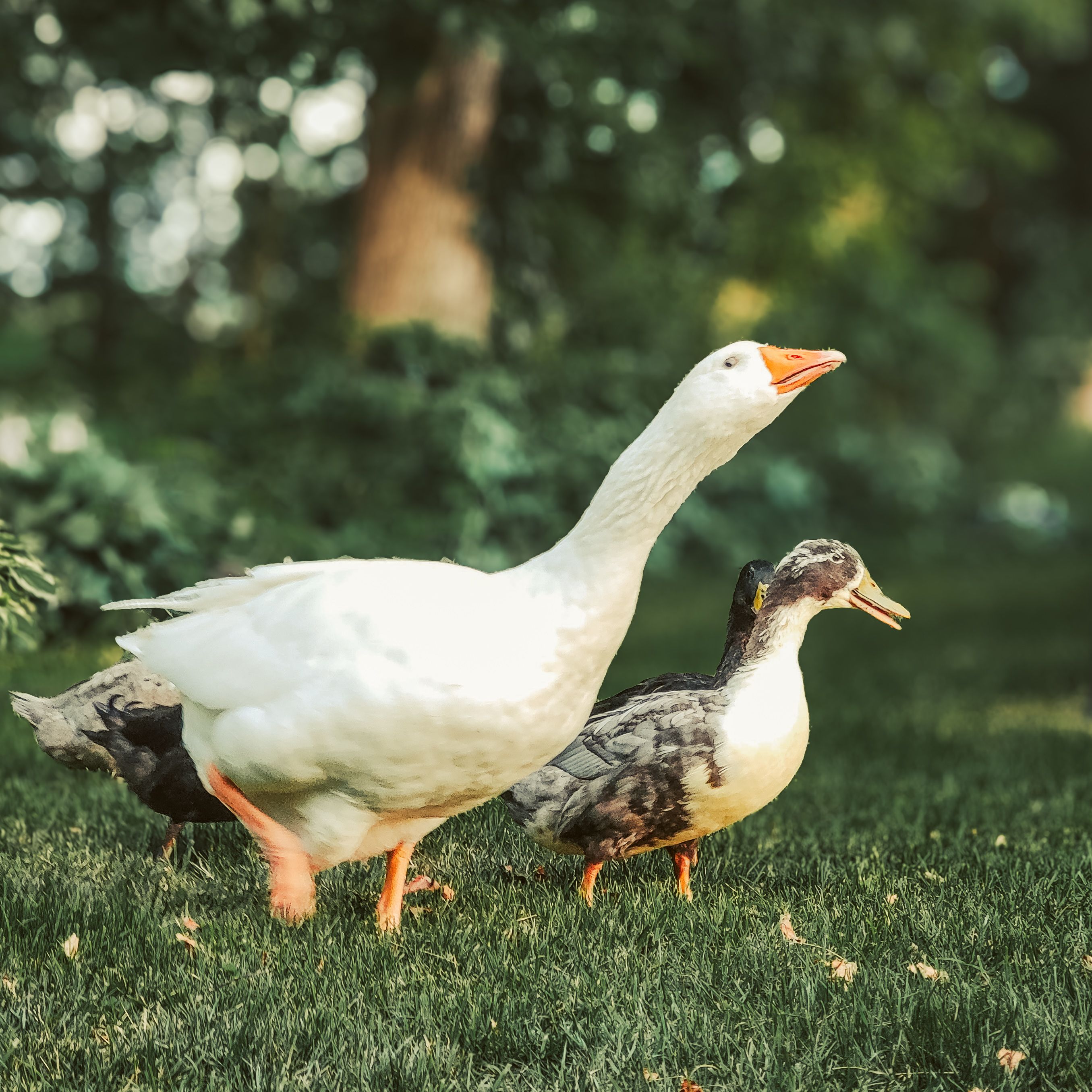 Bird Chrome Photos, Download The BEST Free Bird Chrome Stock Photos ...