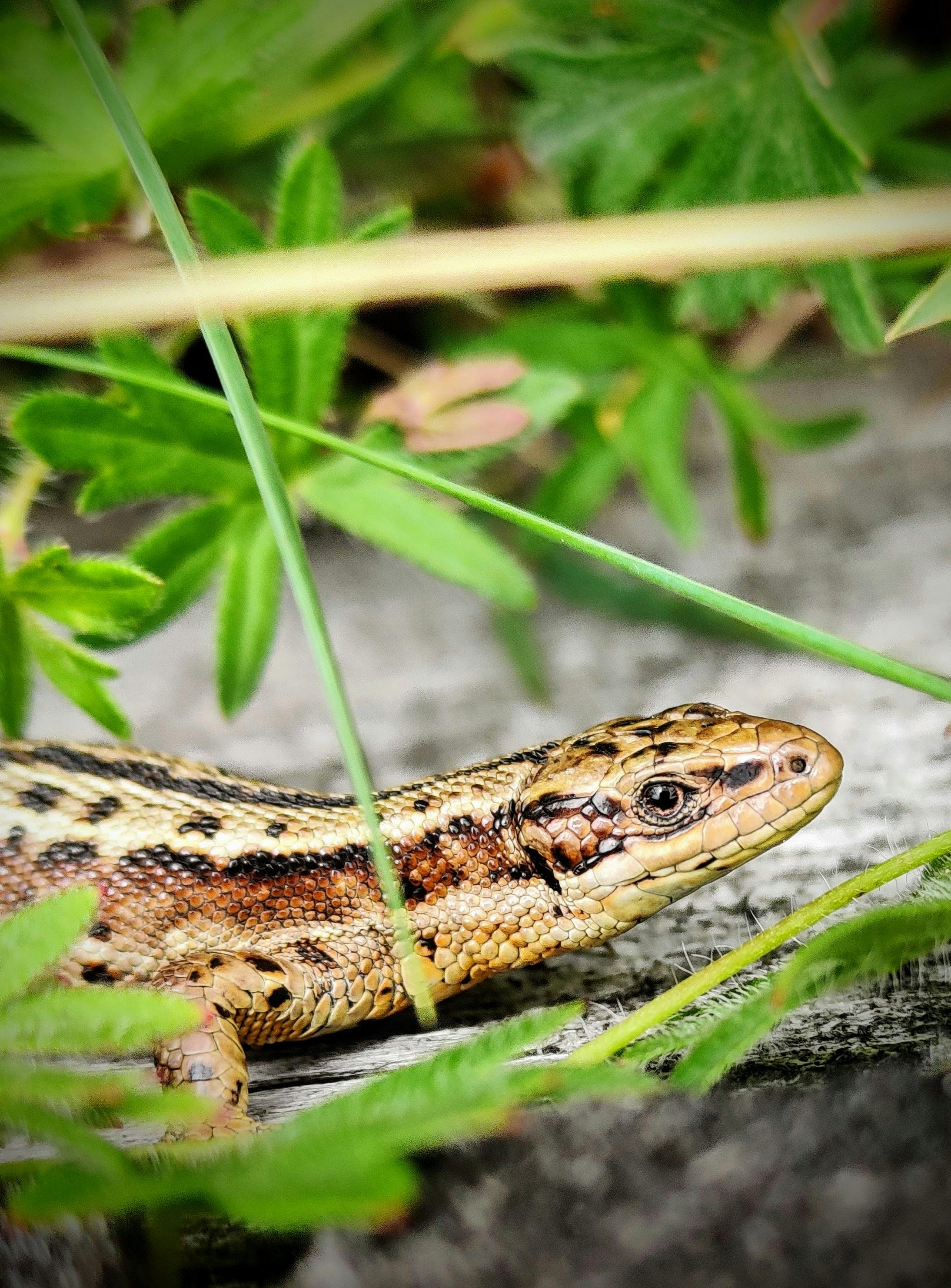 Snake Google Doodle Photos, Download The BEST Free Snake Google Doodle ...